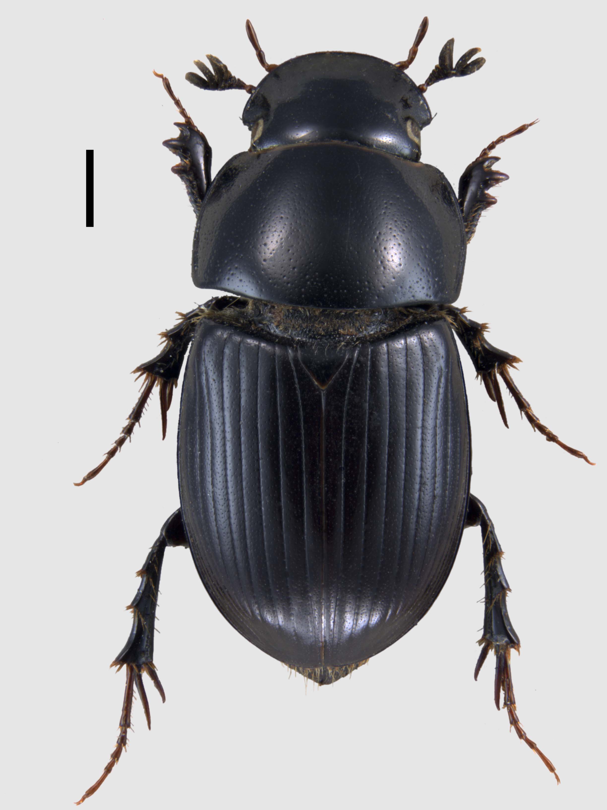 Dwellers – Aphodiines – British Scarabs