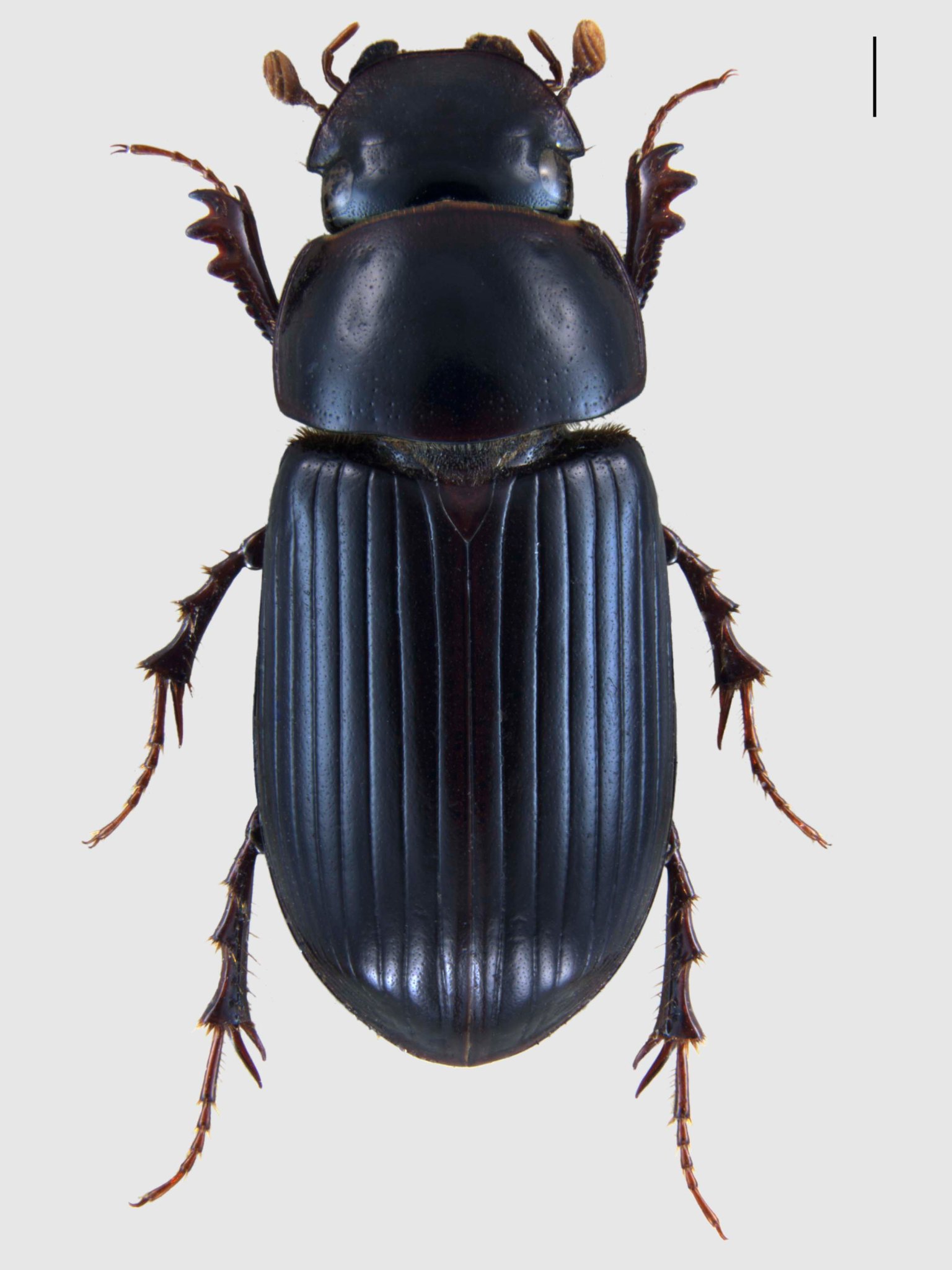 Dwellers – Aphodiines – British Scarabs