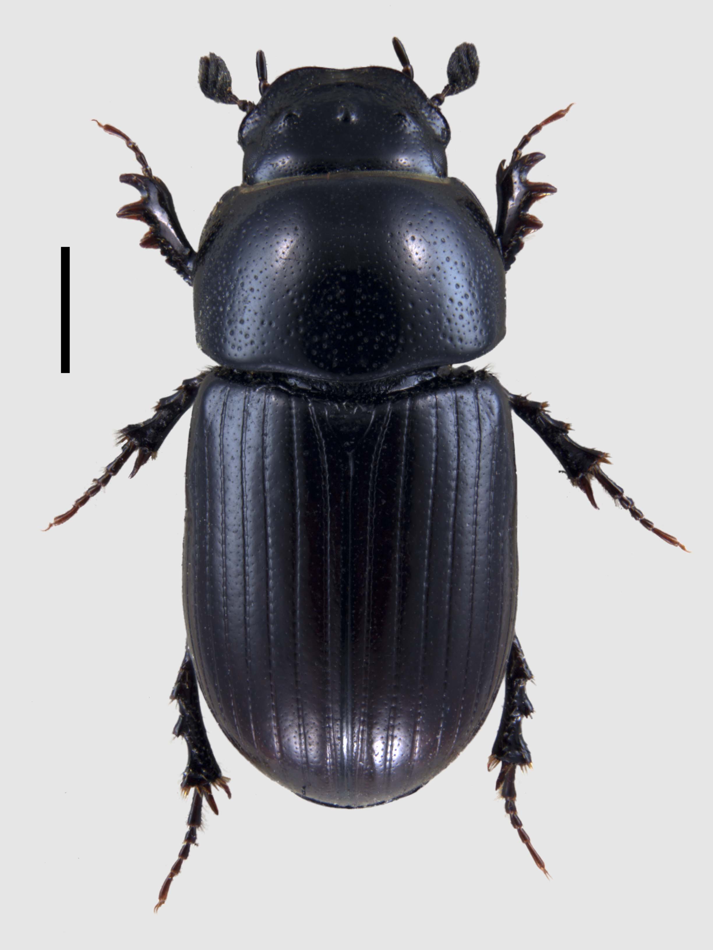 Dwellers – Aphodiines – British Scarabs
