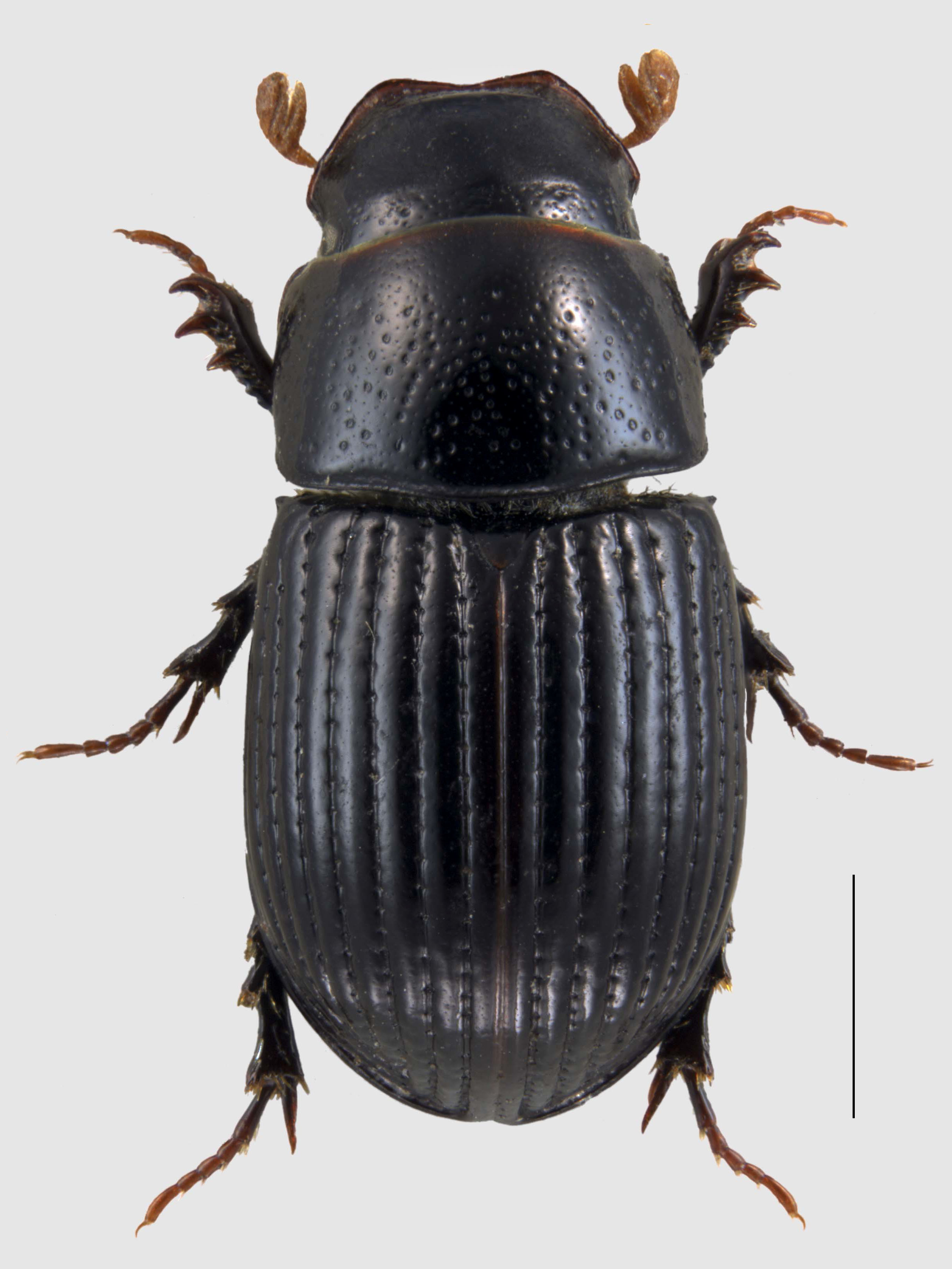 Dwellers – Aphodiines – British Scarabs