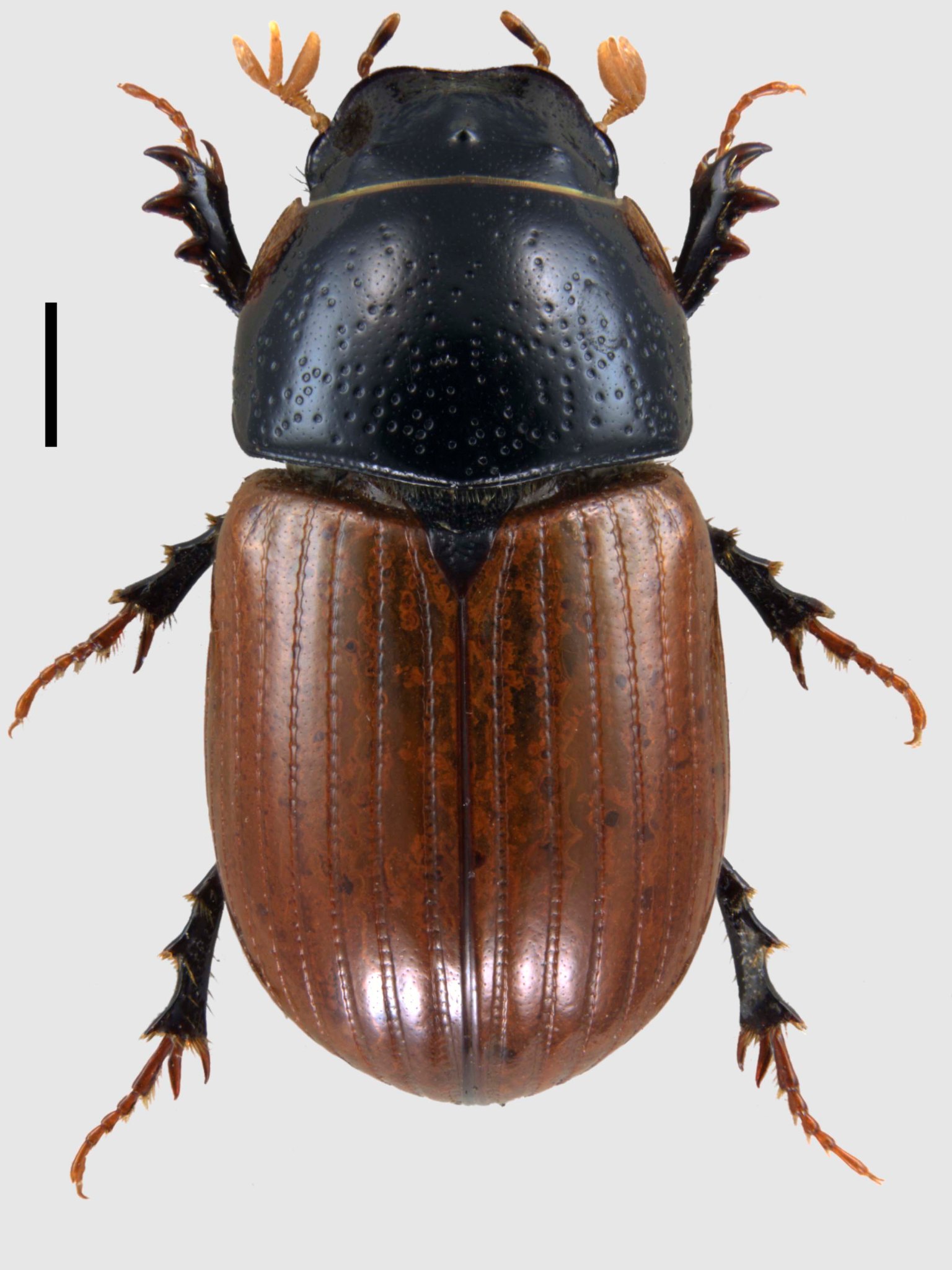 Dwellers – Aphodiines – British Scarabs