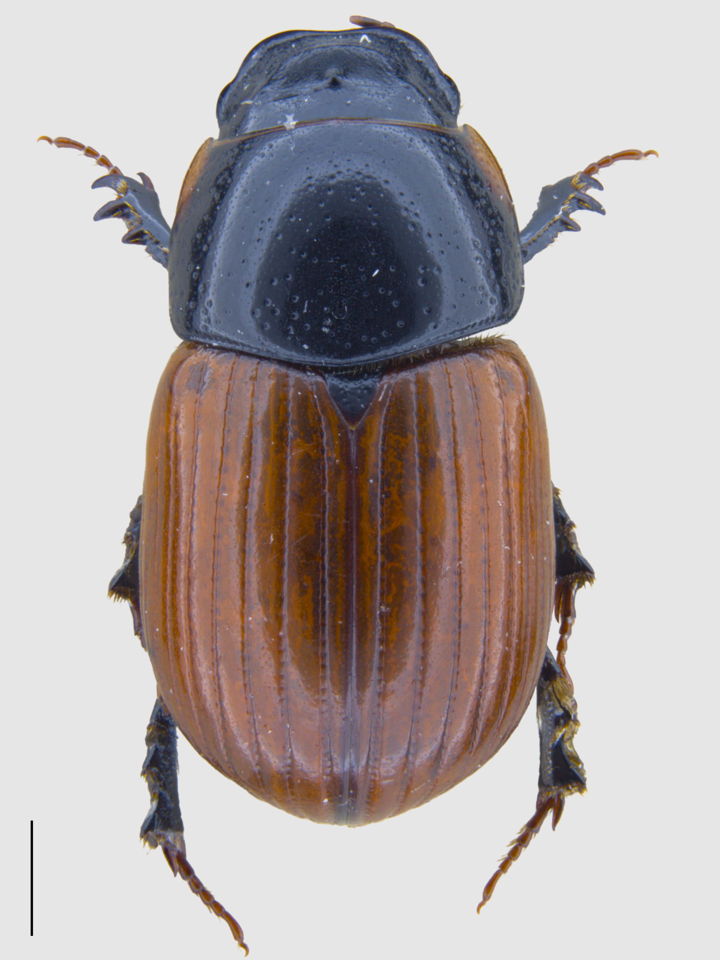 Dwellers – Aphodiines – British Scarabs