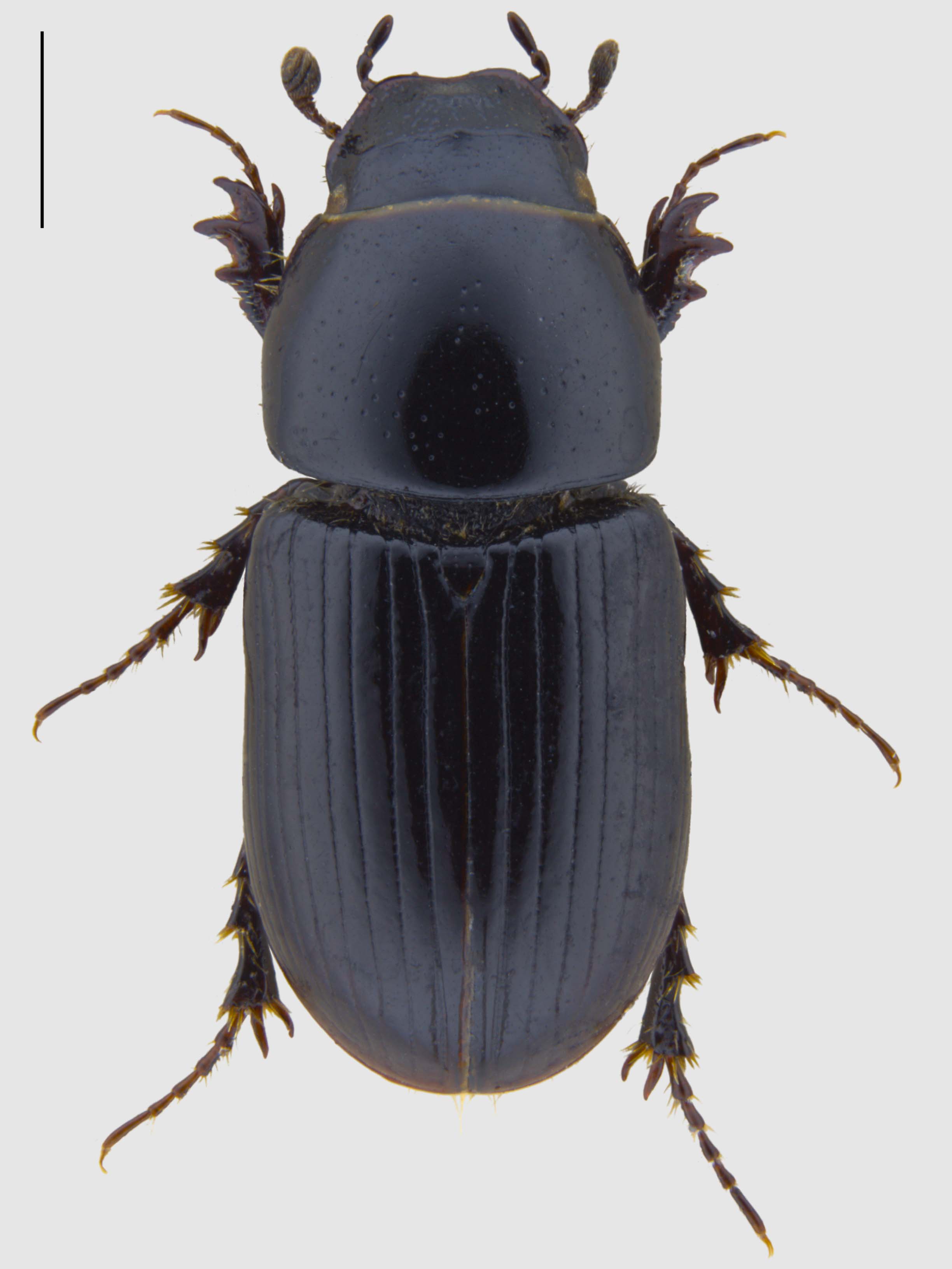 Dwellers – Aphodiines – British Scarabs