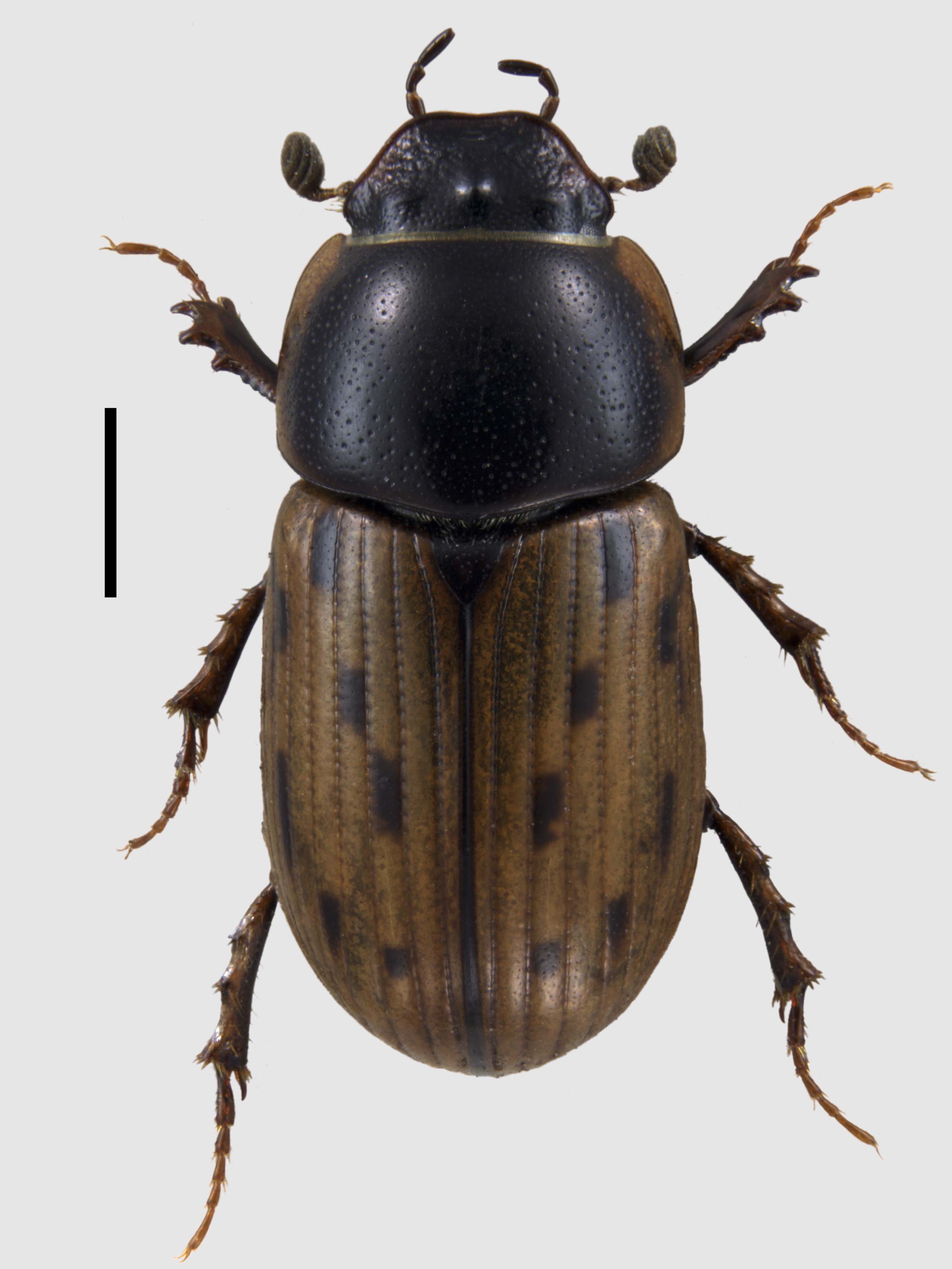 Dwellers – Aphodiines – British Scarabs