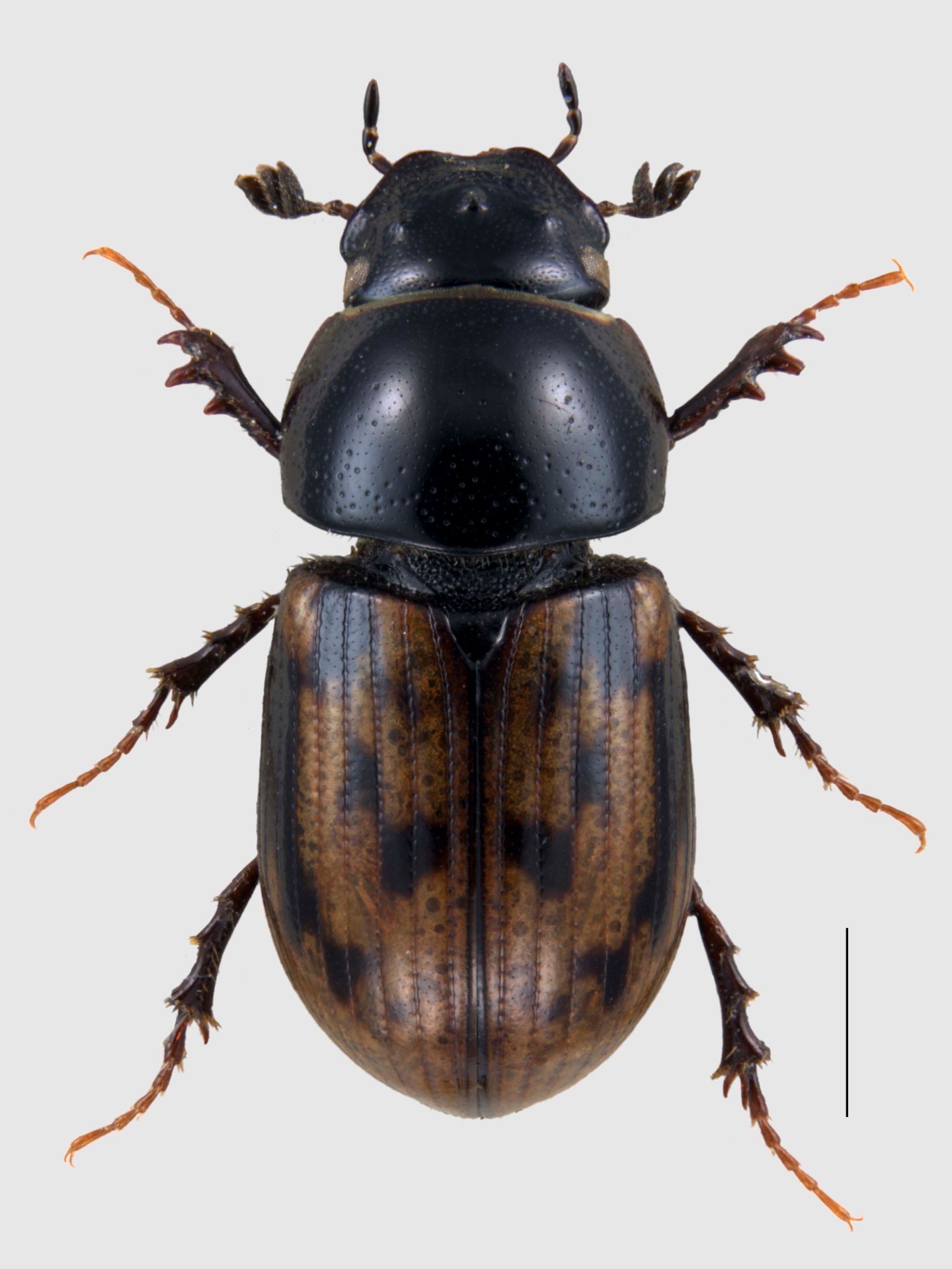 Dwellers – Aphodiines – British Scarabs
