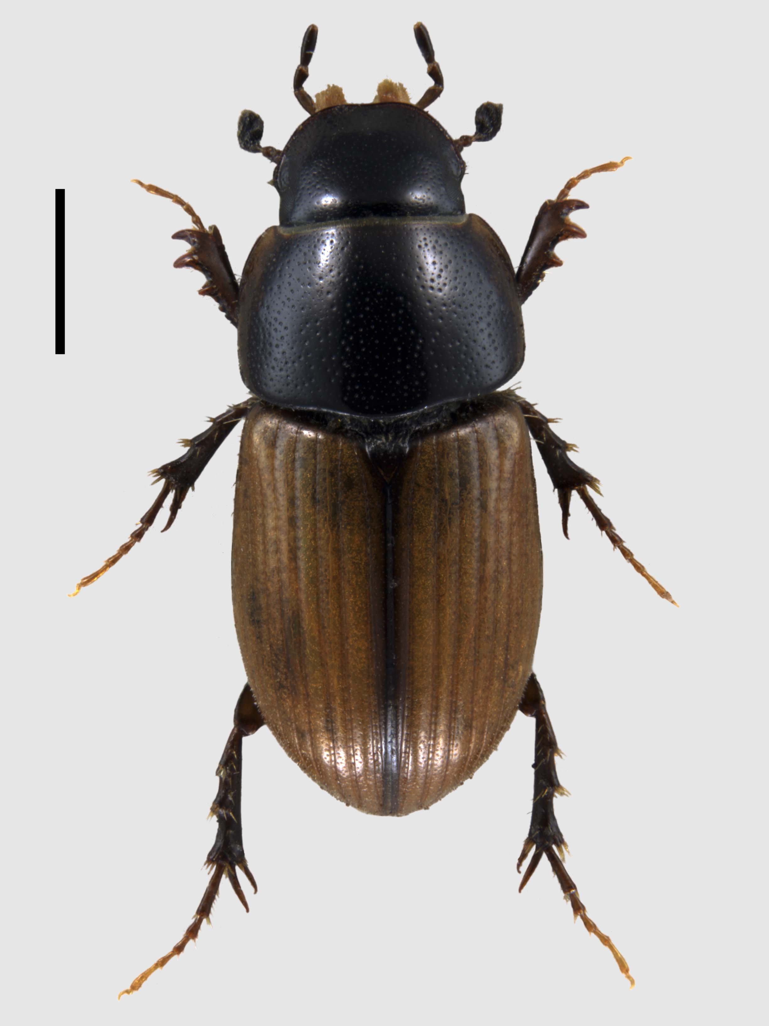 Dwellers – Aphodiines – British Scarabs