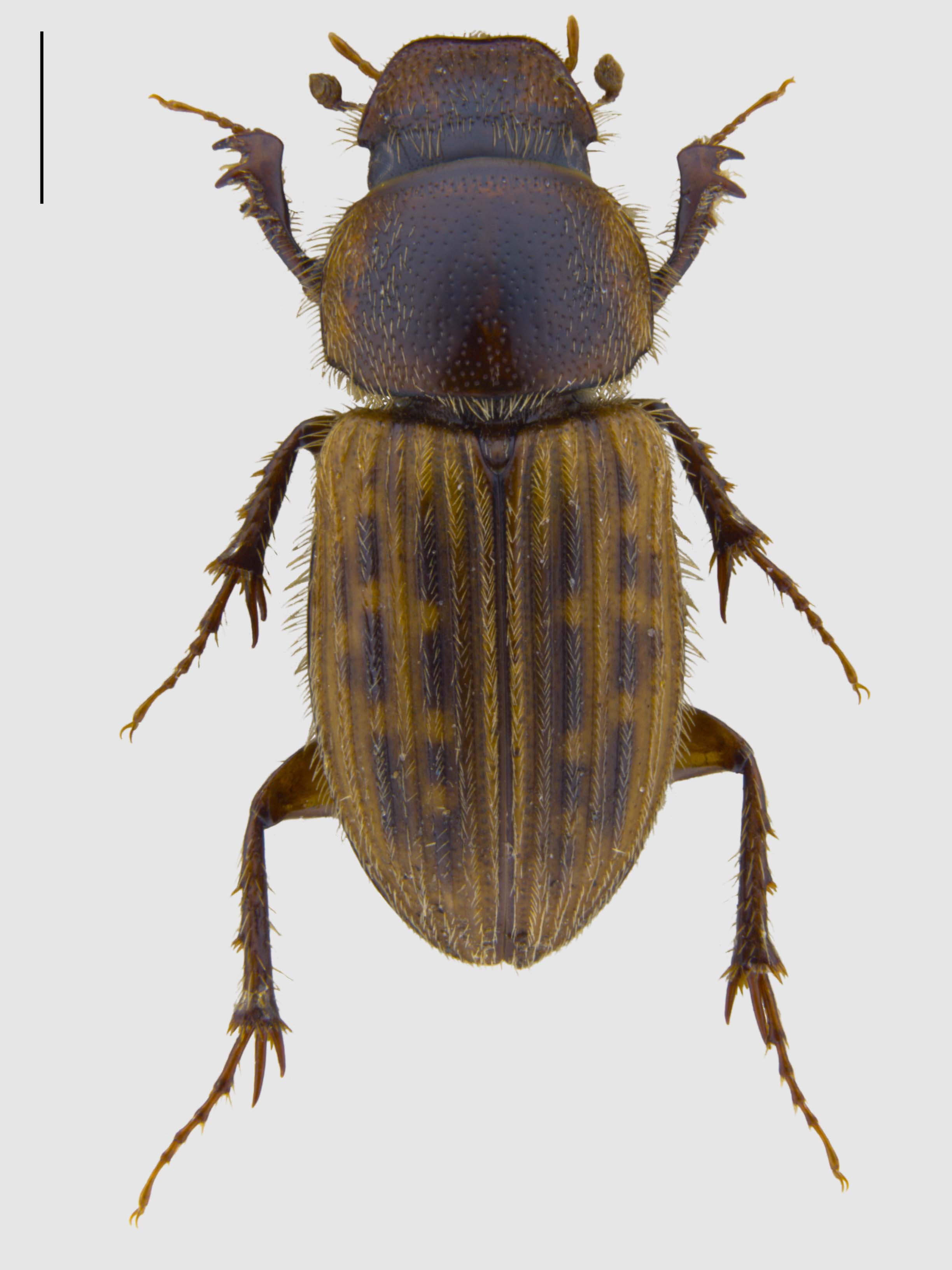 Dwellers – Aphodiines – British Scarabs