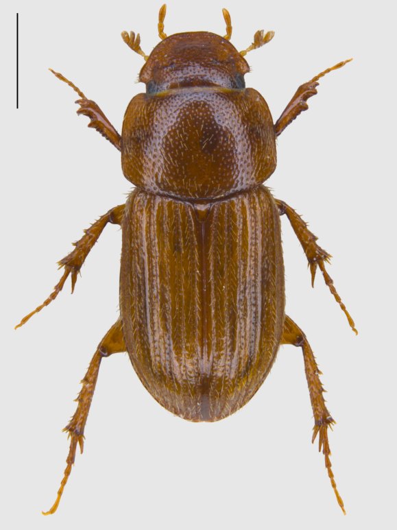 Dwellers – Aphodiines – British Scarabs
