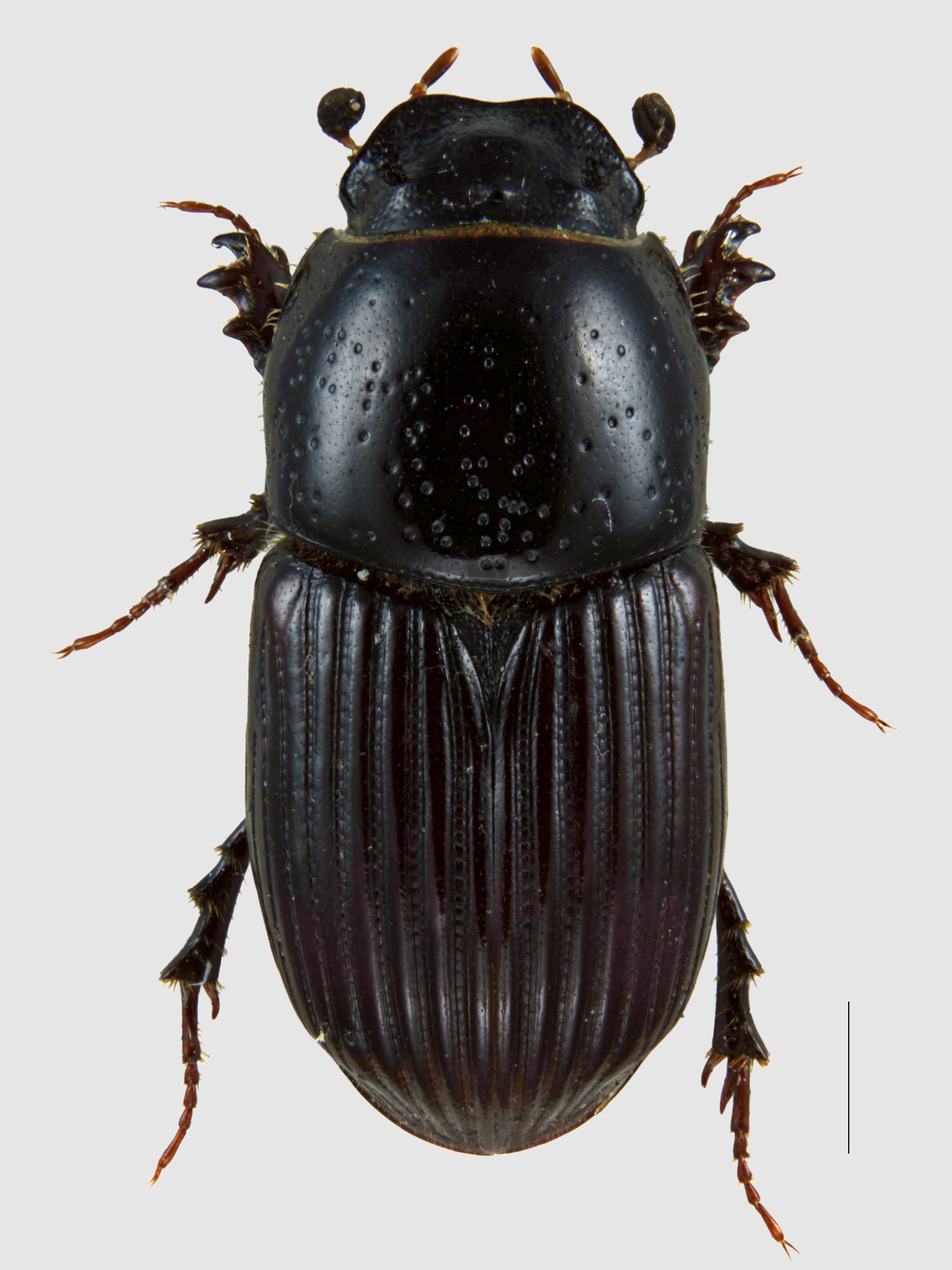 Dwellers – Aphodiines – British Scarabs