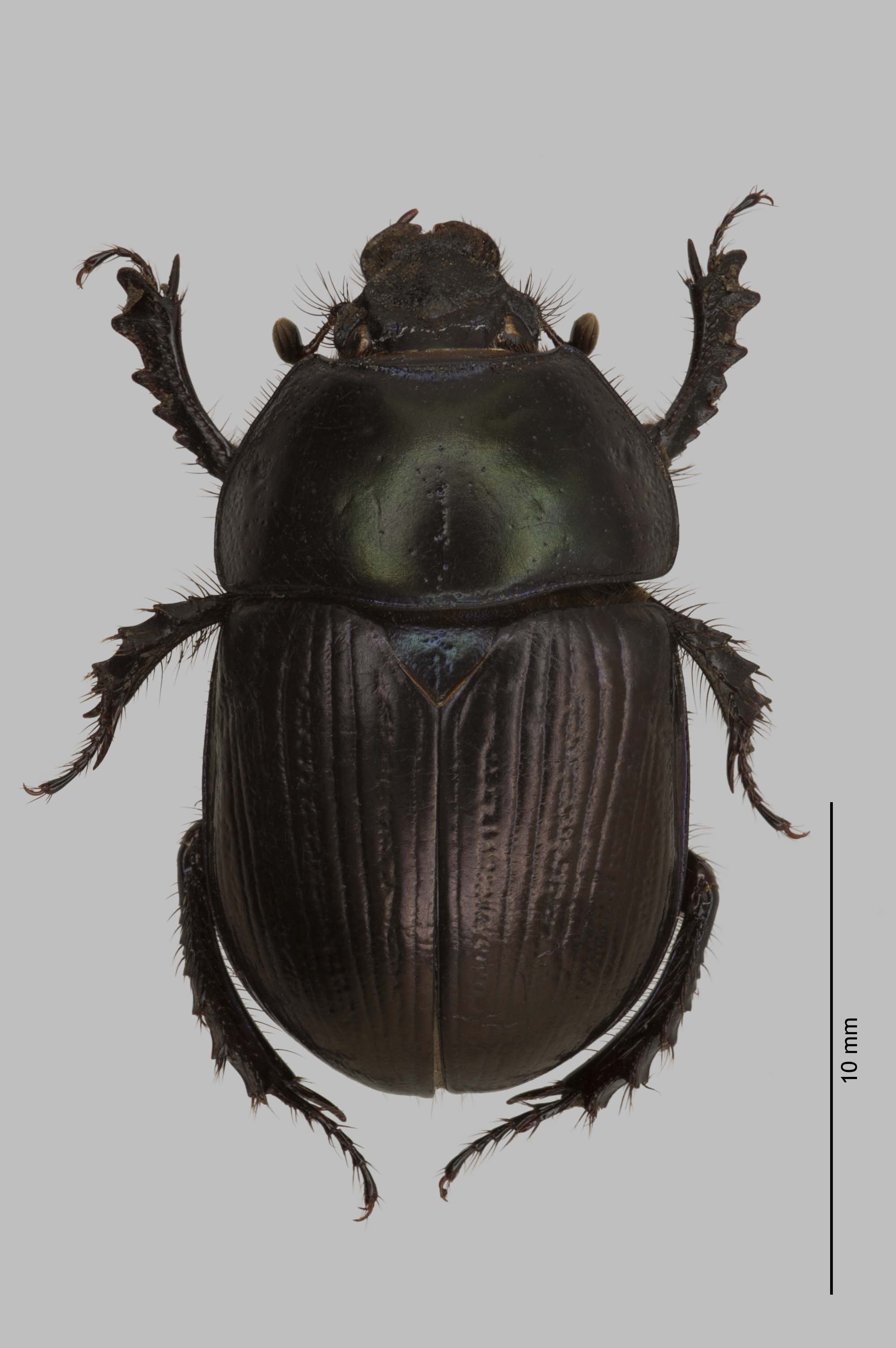 Dor Beetles – Geotrupidae – British Scarabs