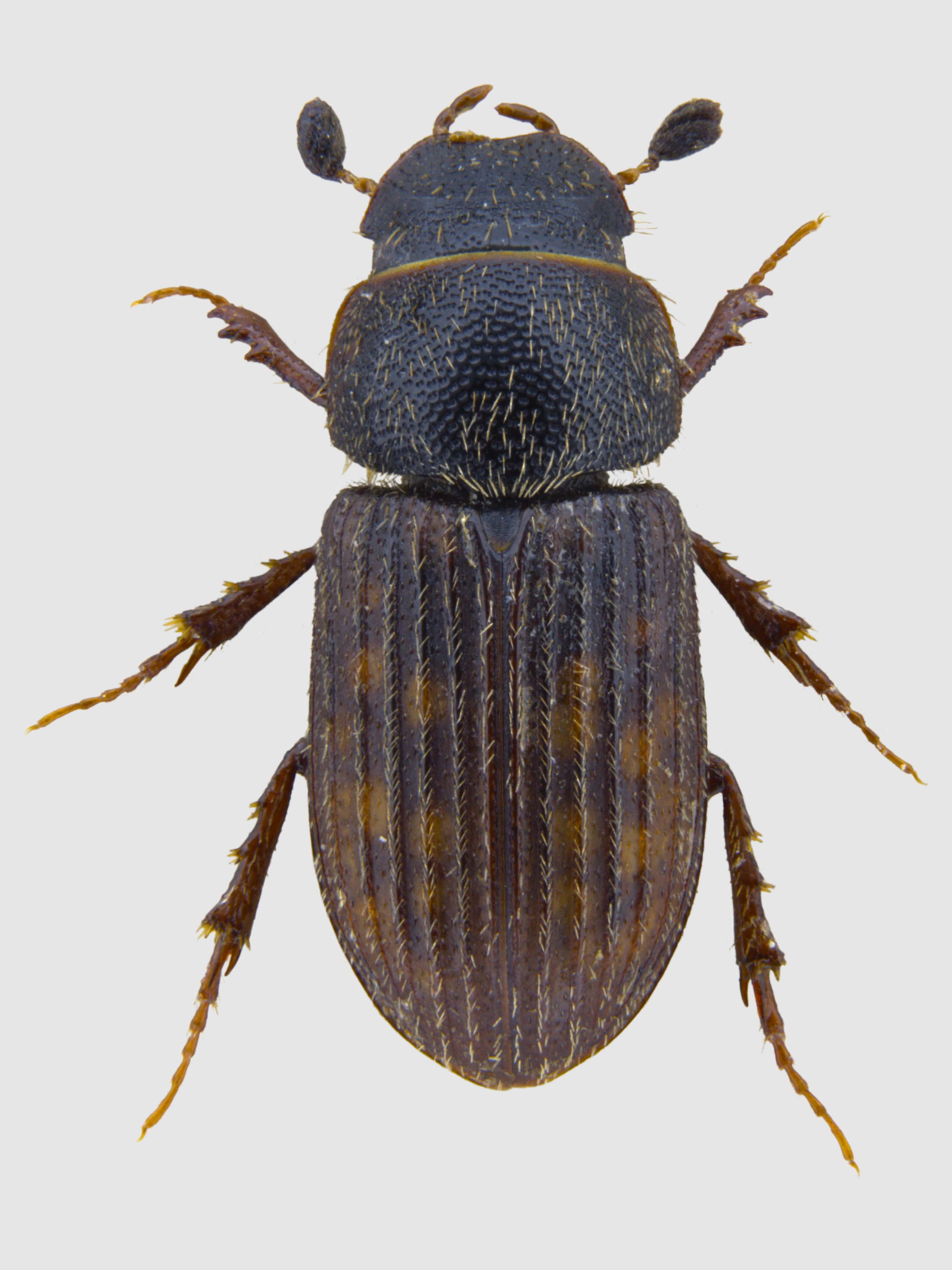 Dwellers – Aphodiines – British Scarabs