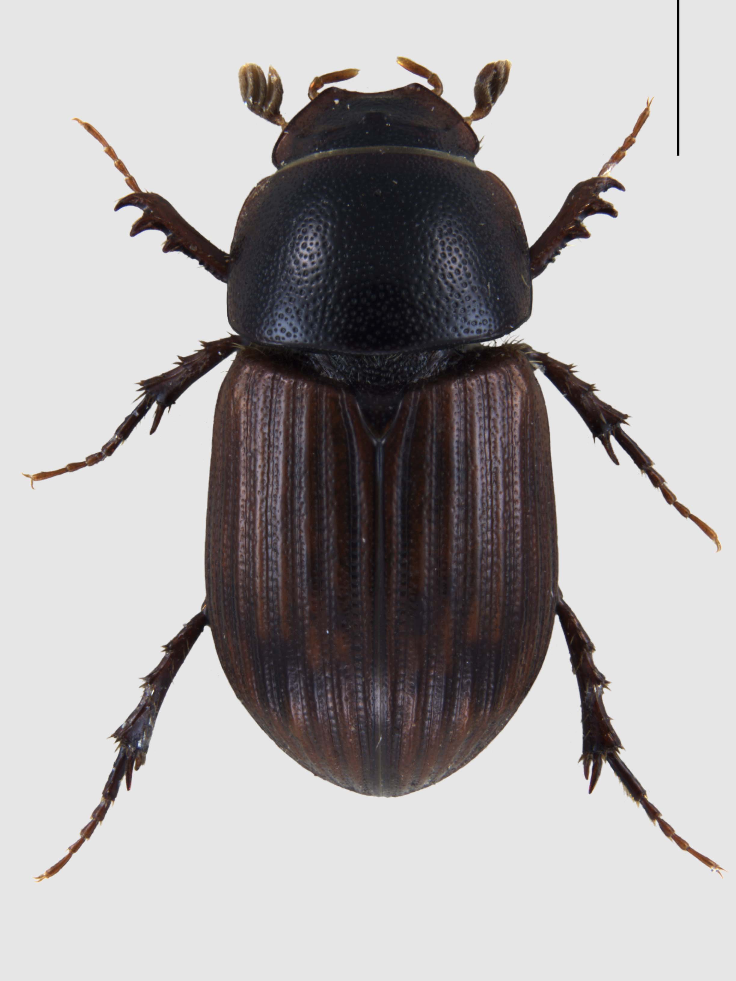 Dwellers – Aphodiines – British Scarabs