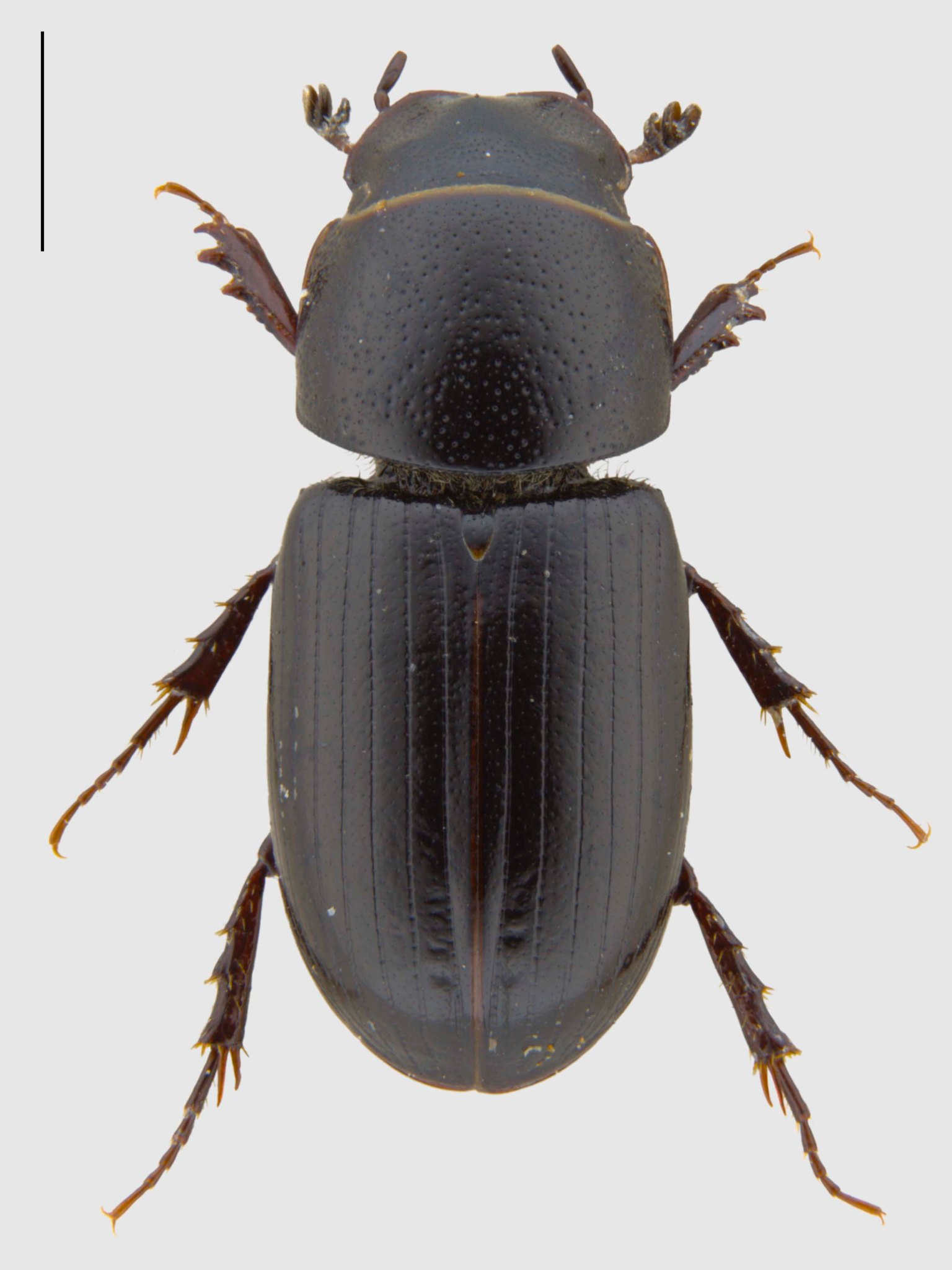 Dwellers – Aphodiines – British Scarabs