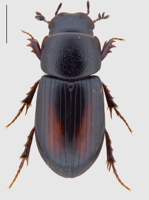 Dwellers – Aphodiines – British Scarabs