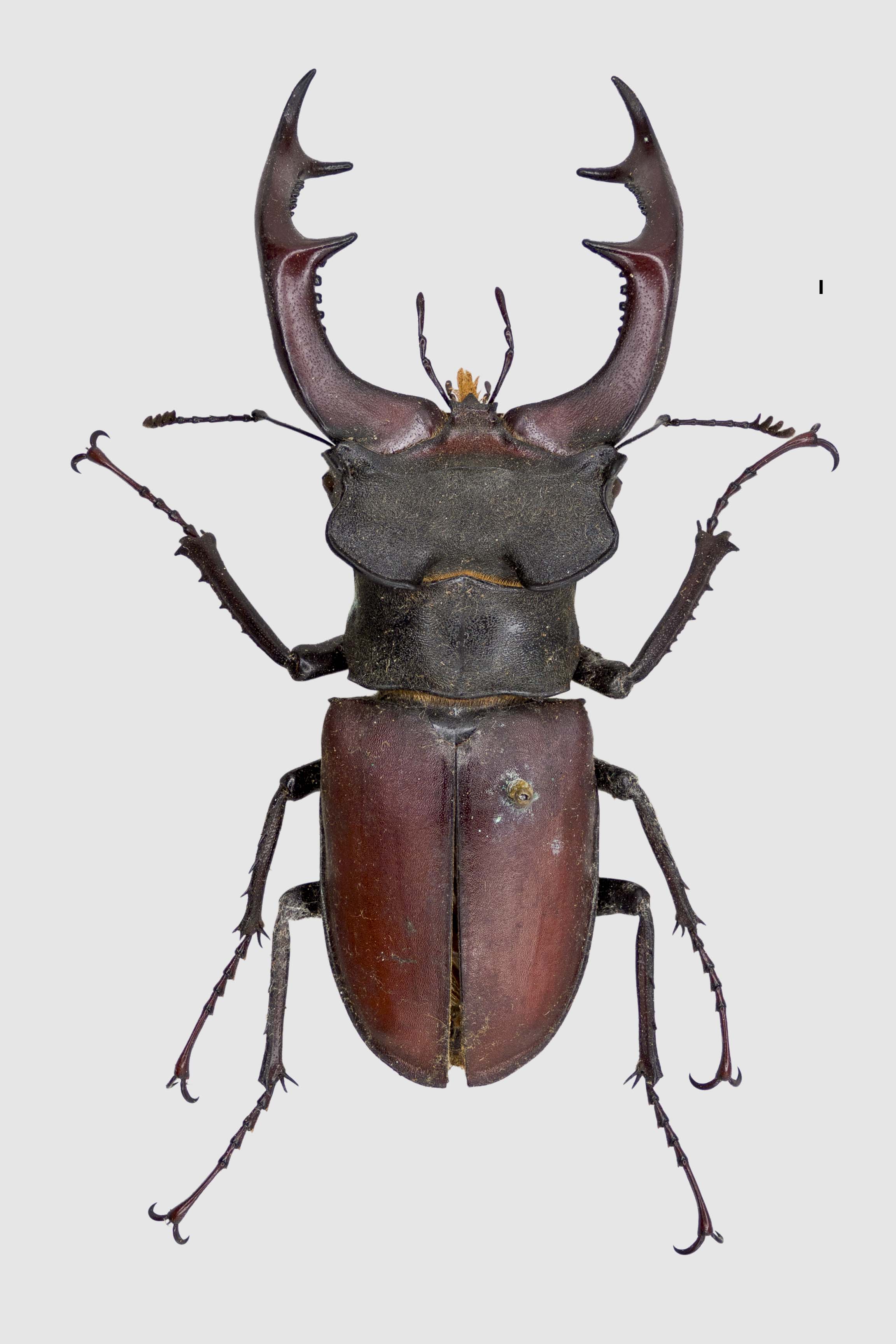 Stag Beetles – British Scarabs