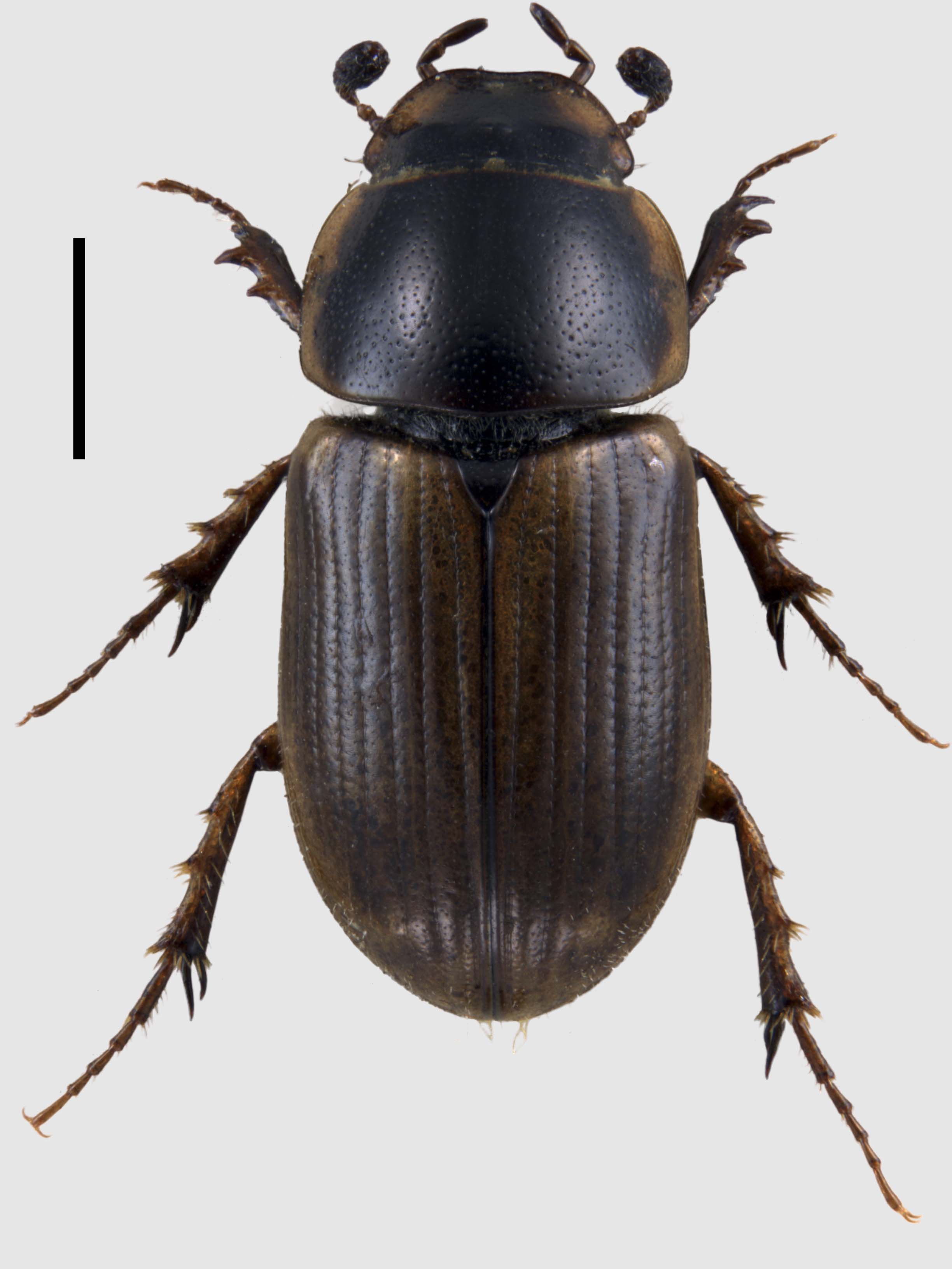 Dwellers – Aphodiines – British Scarabs