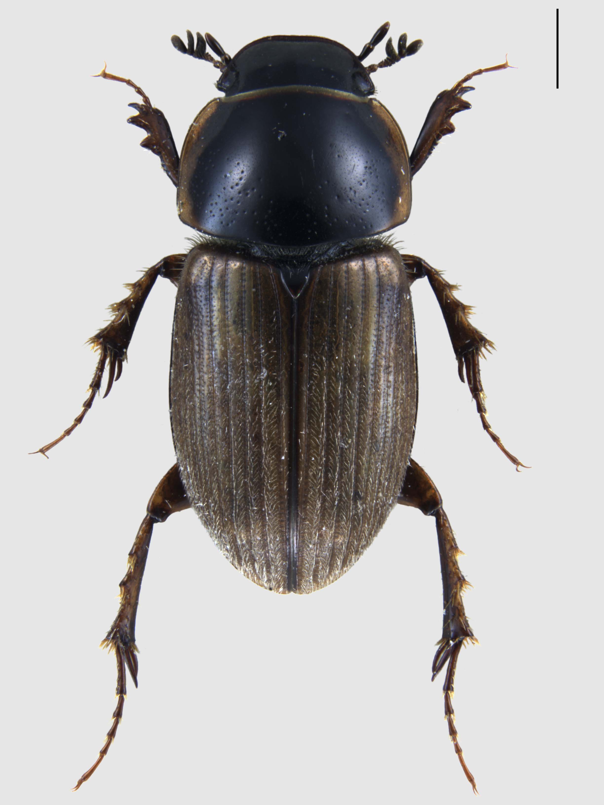 Dwellers – Aphodiines – British Scarabs