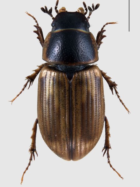 What are Scarabs? – British Scarabs