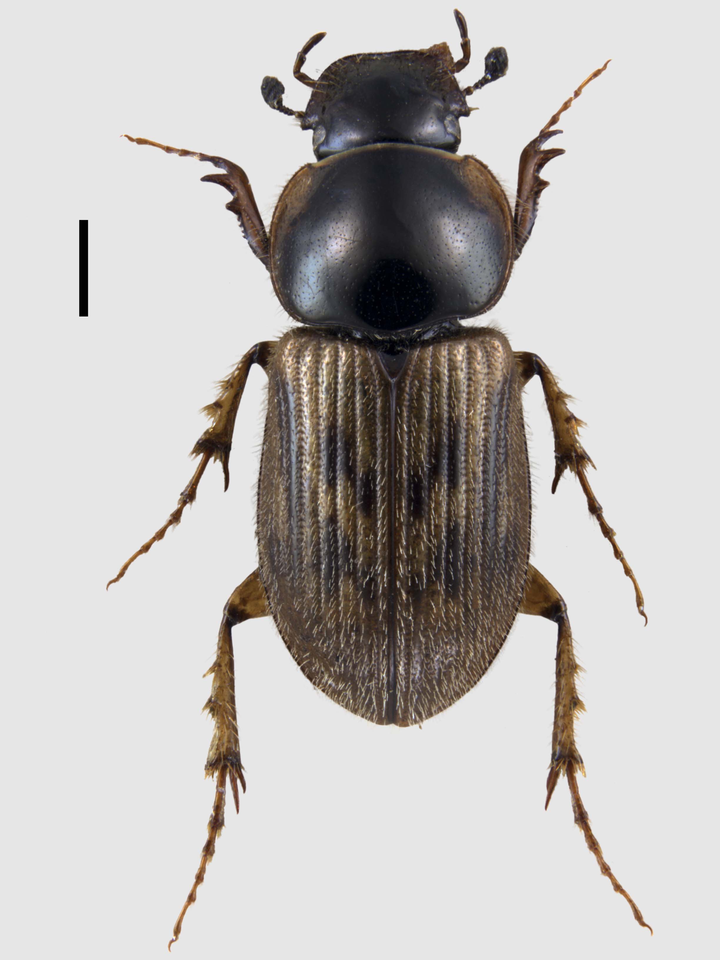 Dwellers – Aphodiines – British Scarabs