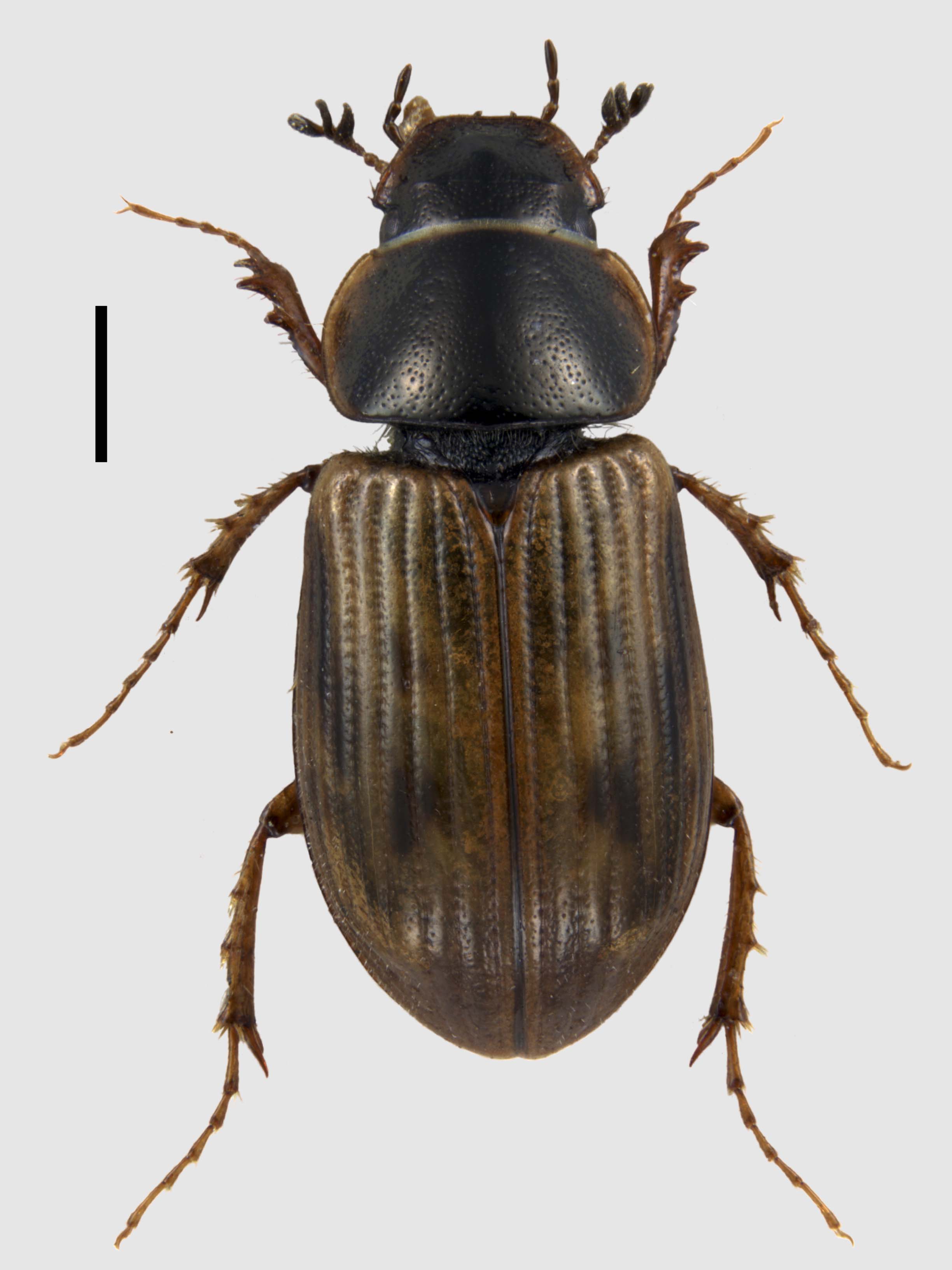Dwellers – Aphodiines – British Scarabs