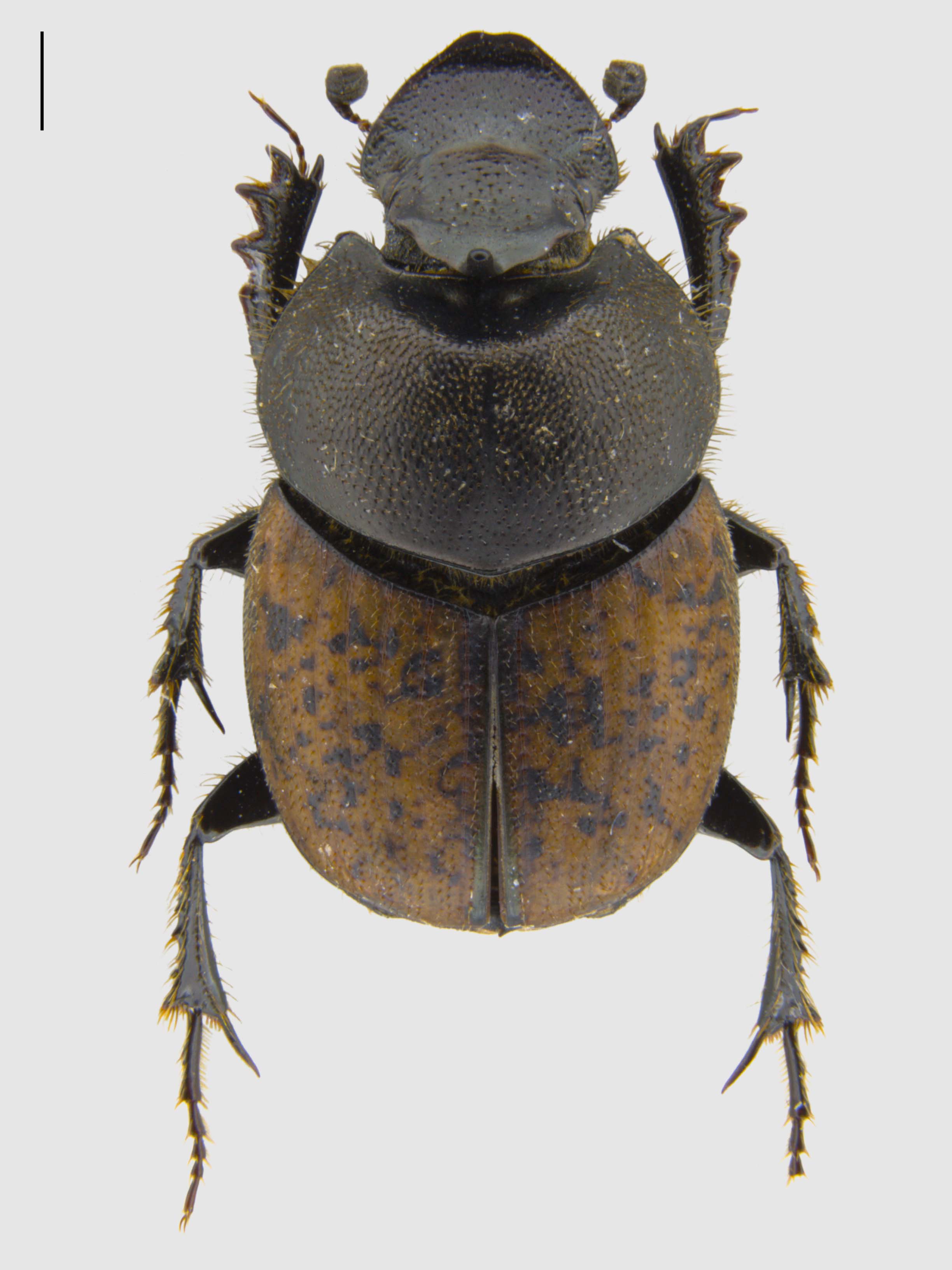 Tunnellers – Onthophagus – British Scarabs