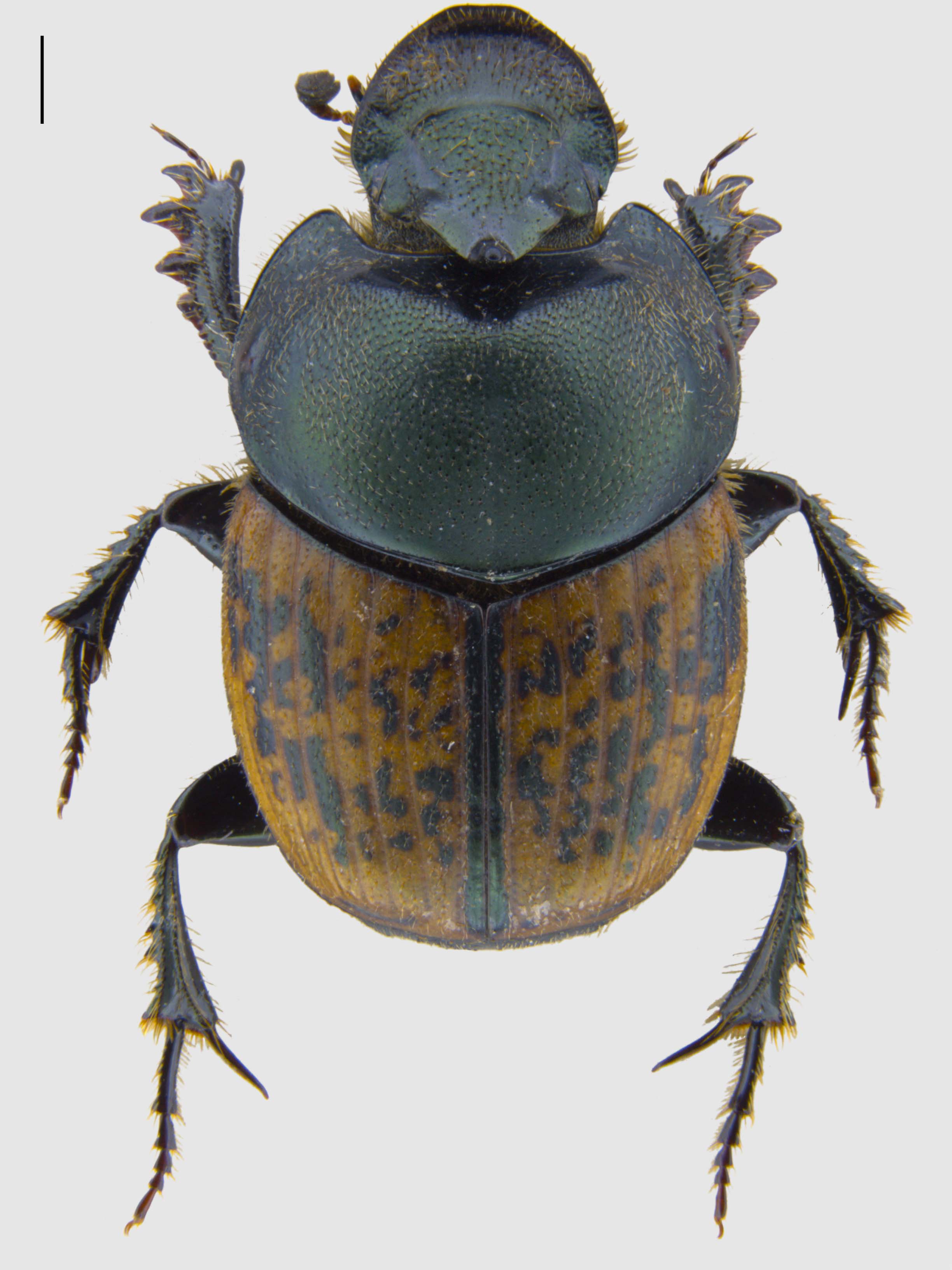 Tunnellers – Onthophagus – British Scarabs