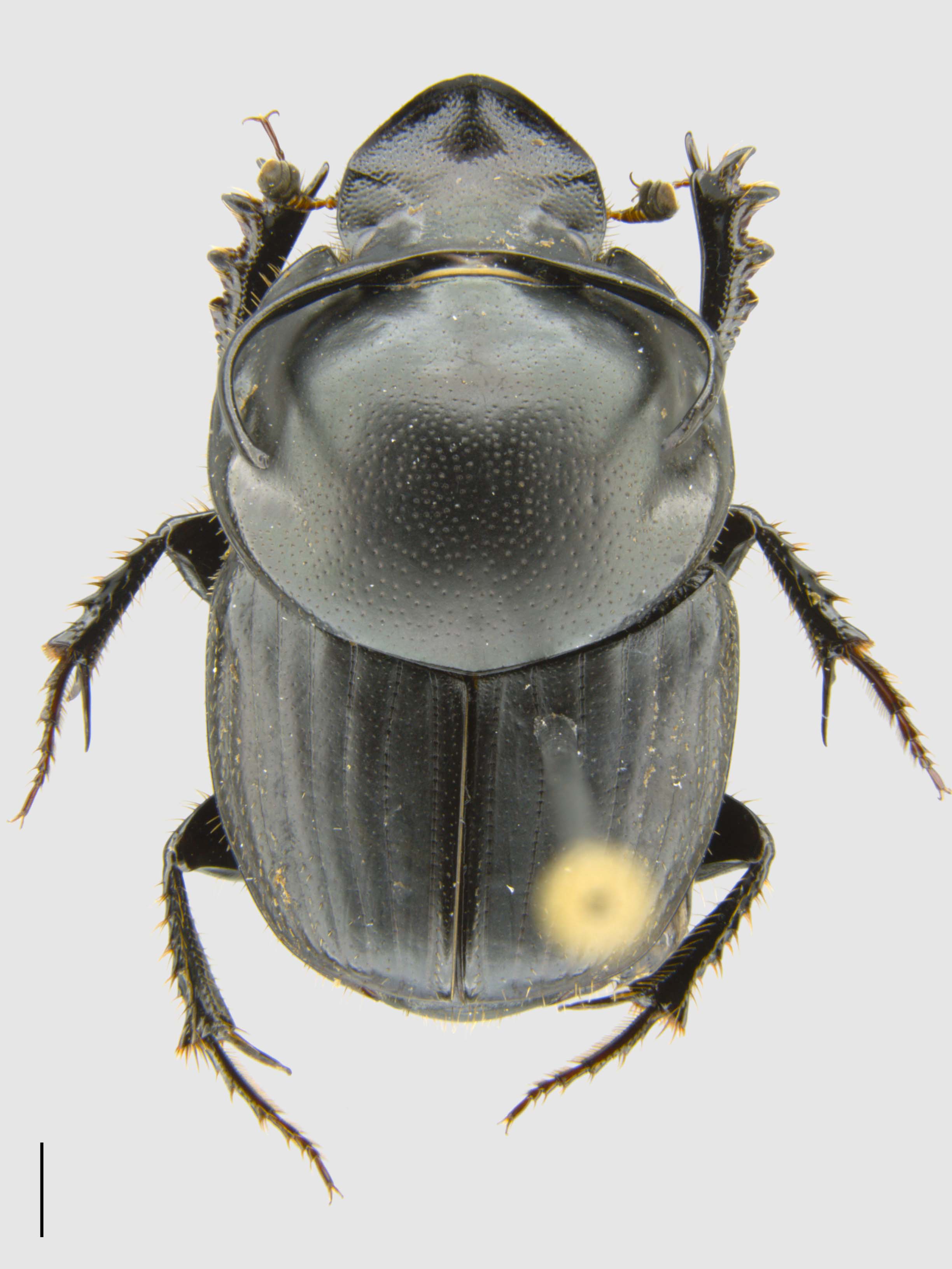 Tunnellers – Onthophagus – British Scarabs