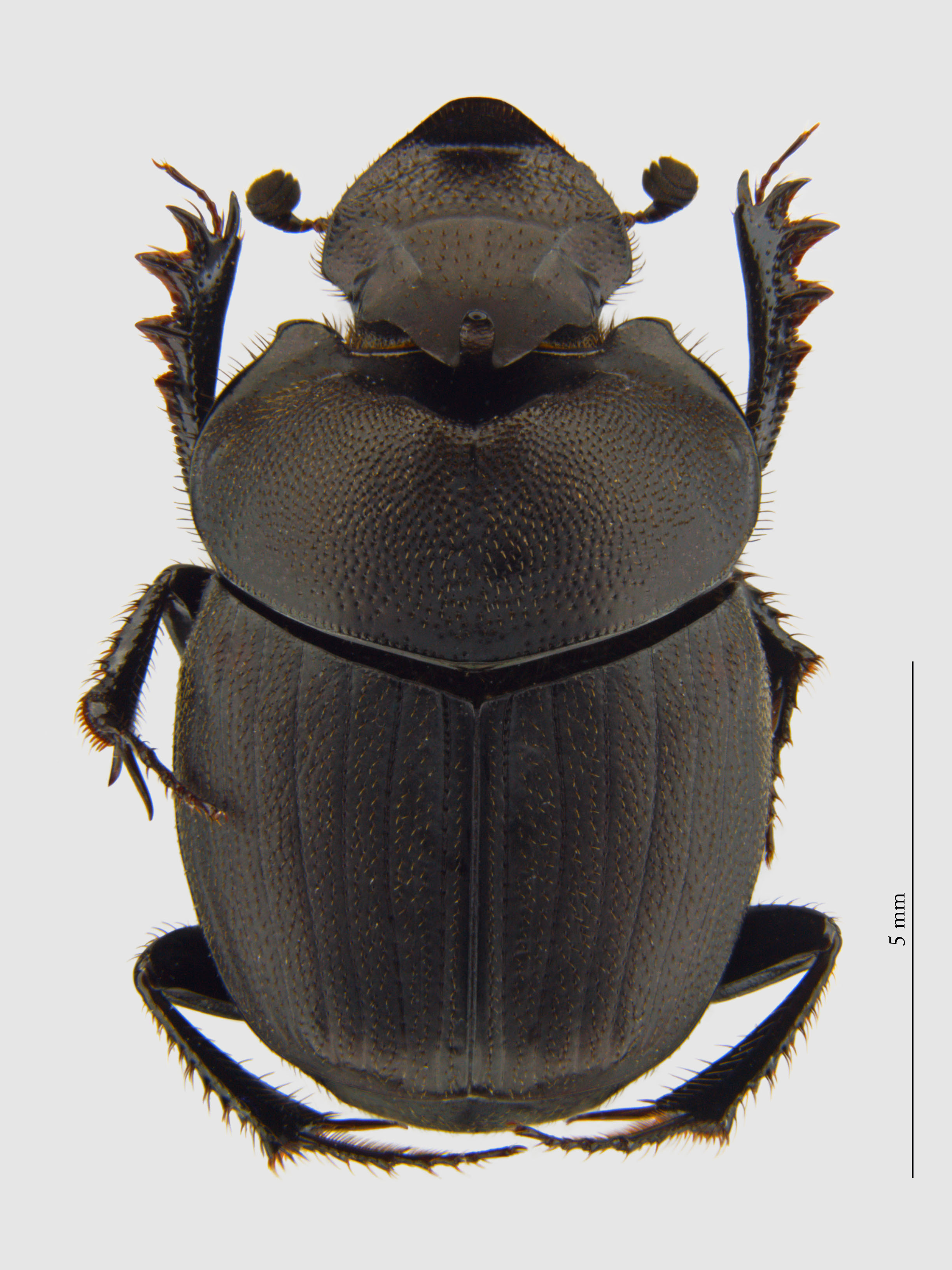 Tunnellers – Onthophagus – British Scarabs