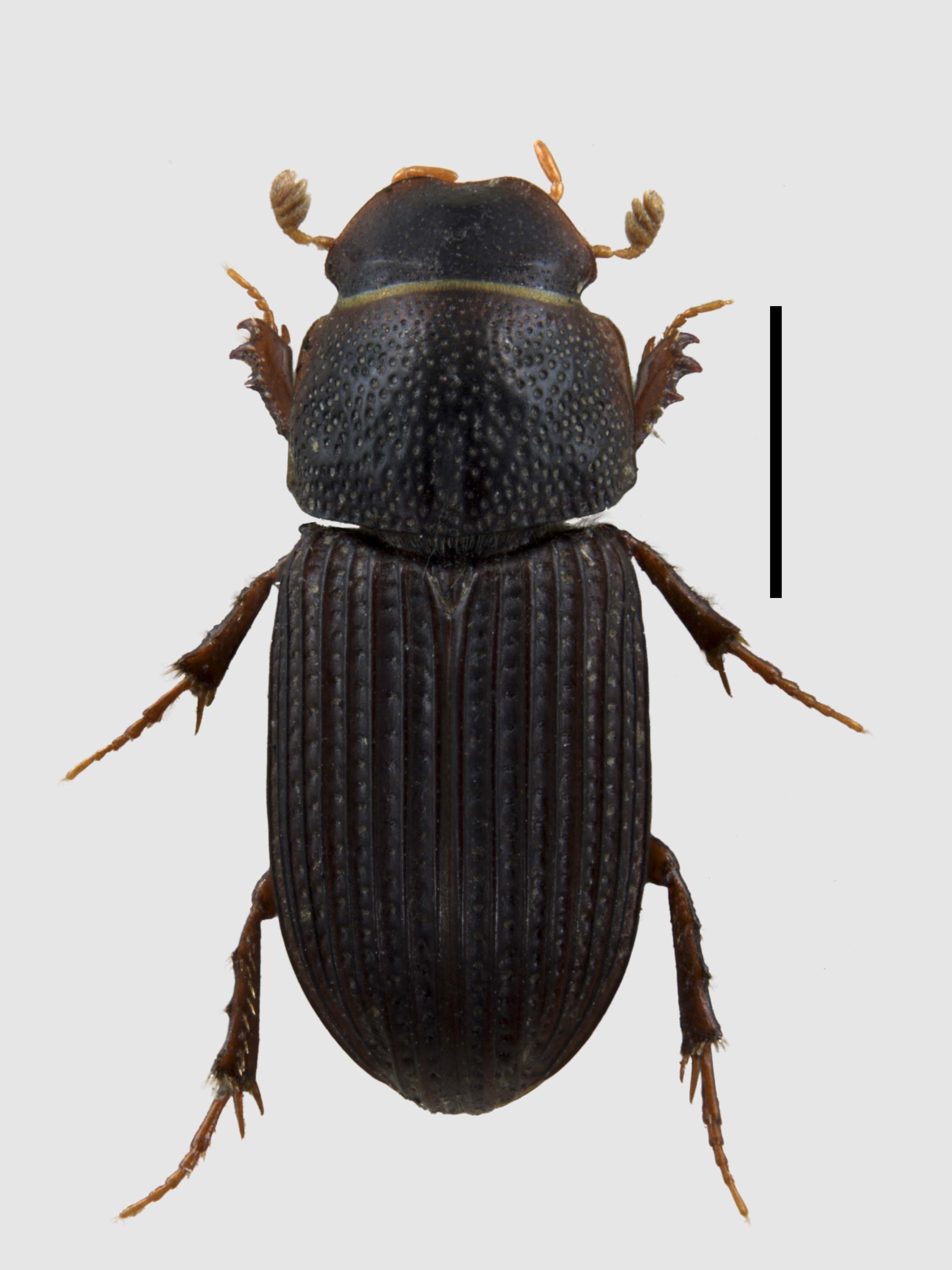 Dwellers – Aphodiines – British Scarabs