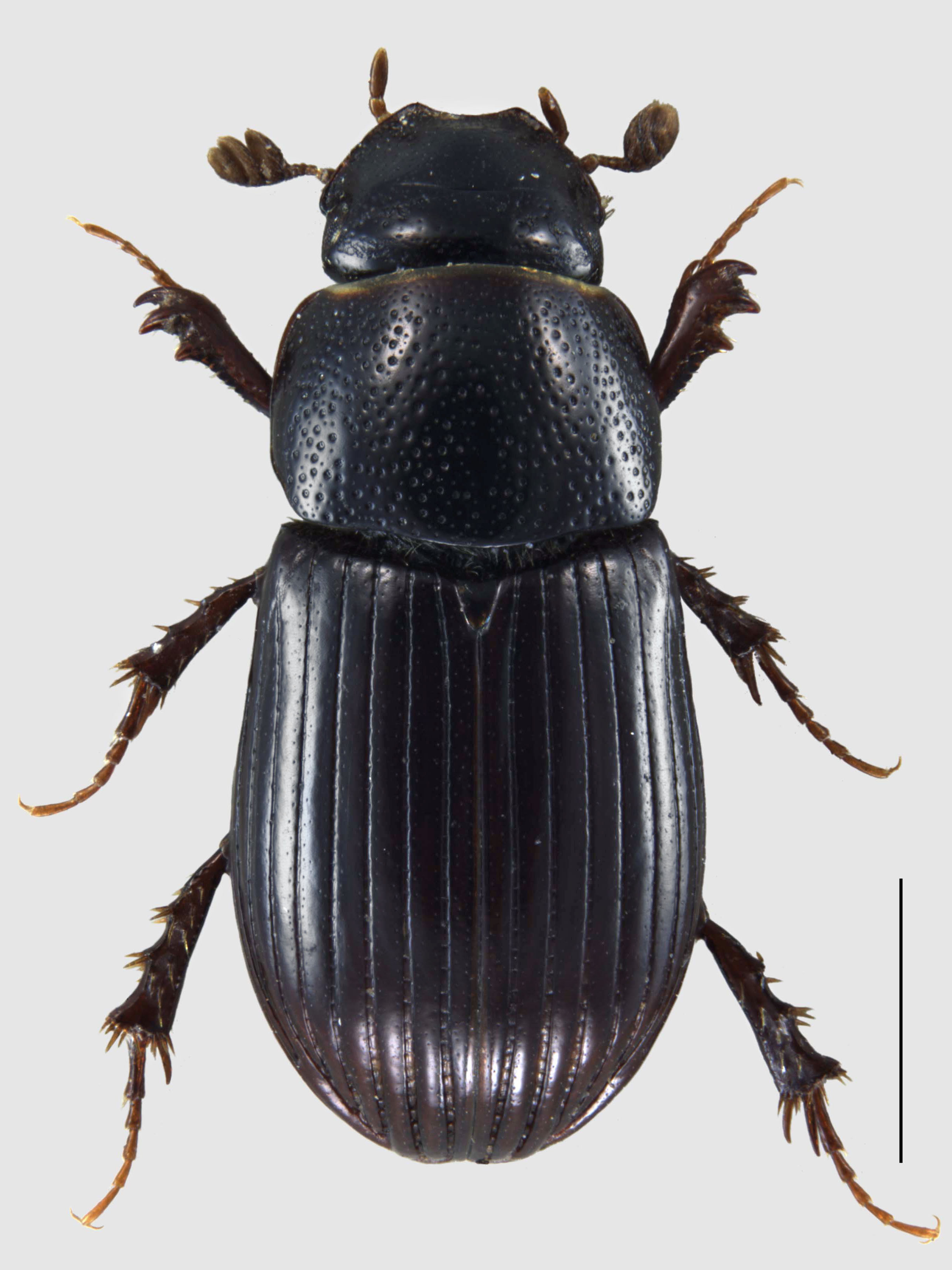 Dwellers – Aphodiines – British Scarabs