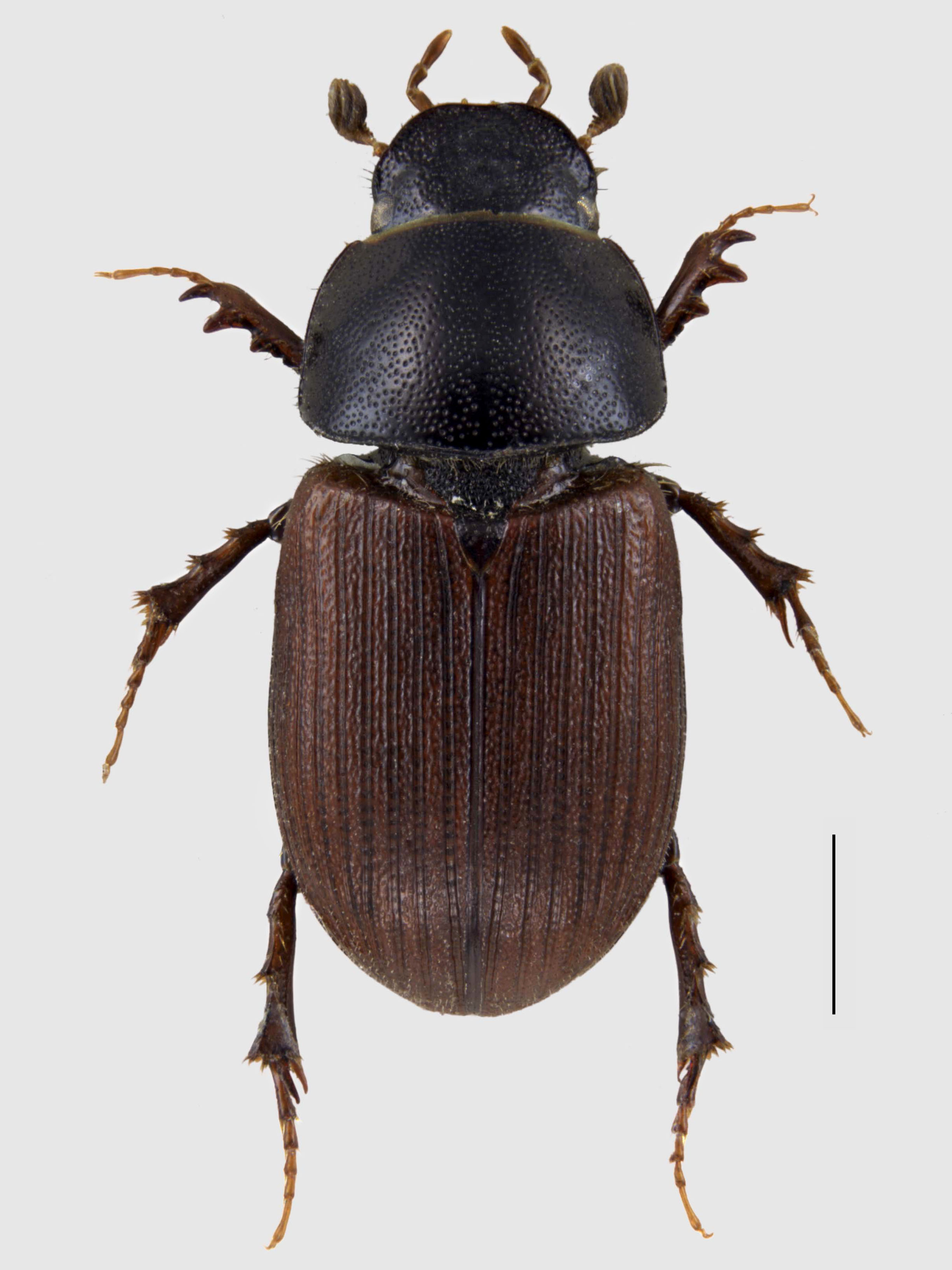 Dwellers – Aphodiines – British Scarabs