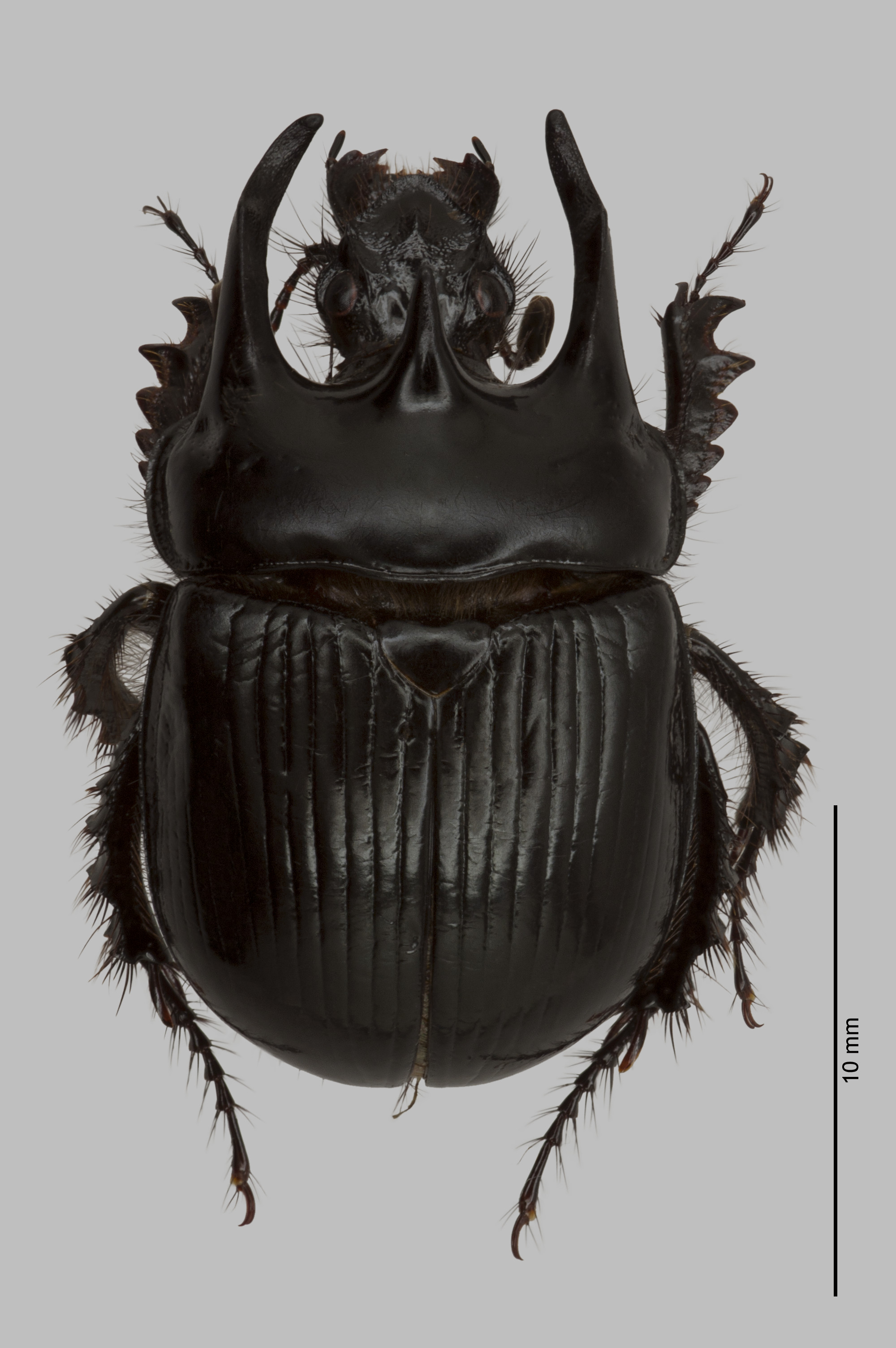 Dor Beetles – Geotrupidae – British Scarabs