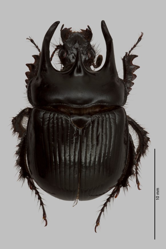 Dor Beetles – Geotrupidae – British Scarabs