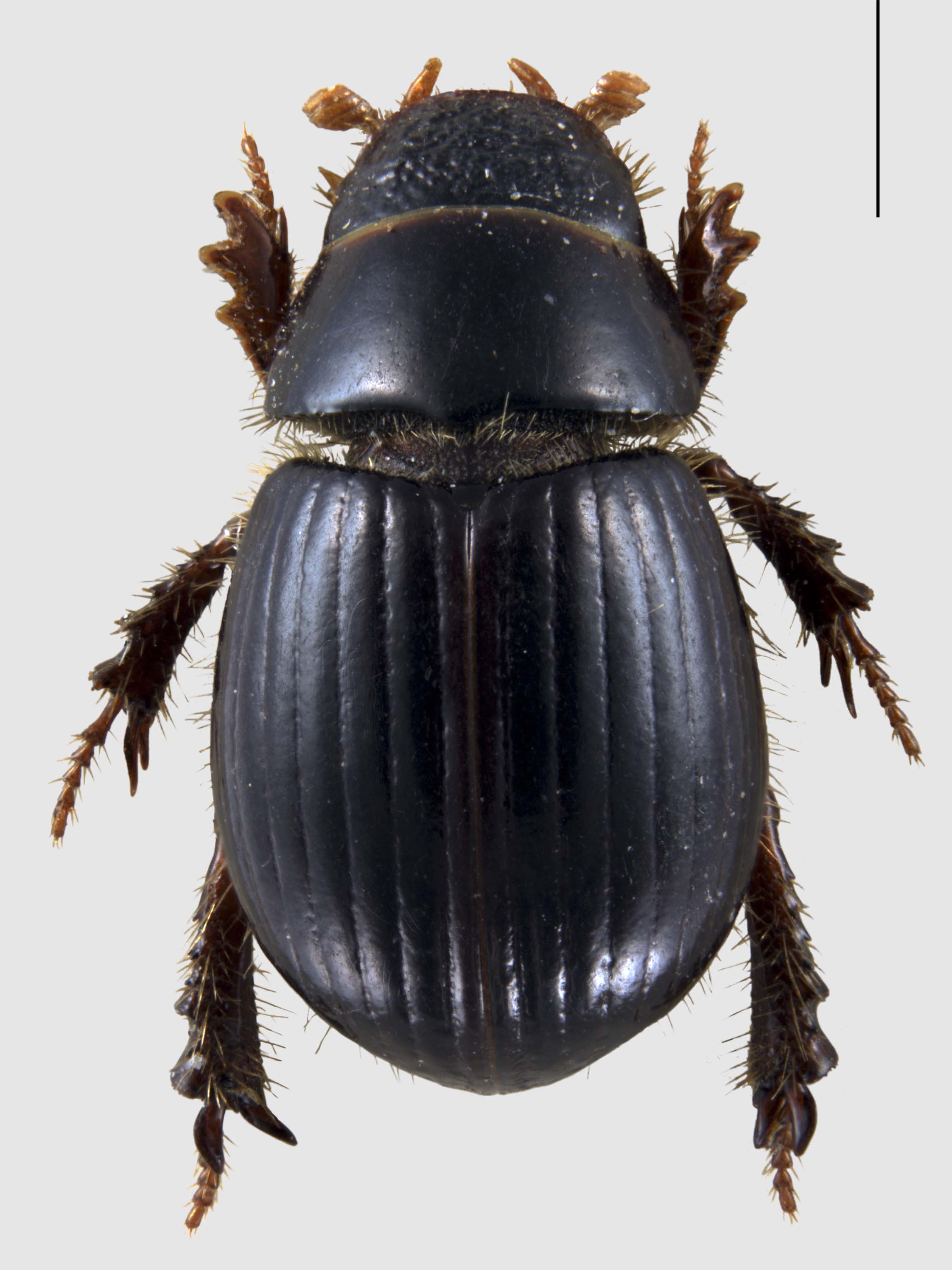 Sand Scarabs – British Scarabs