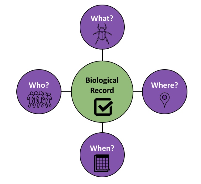 Biological Recording – British Scarabs