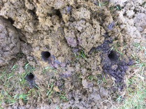 Dor Beetles – Geotrupidae – British Scarabs