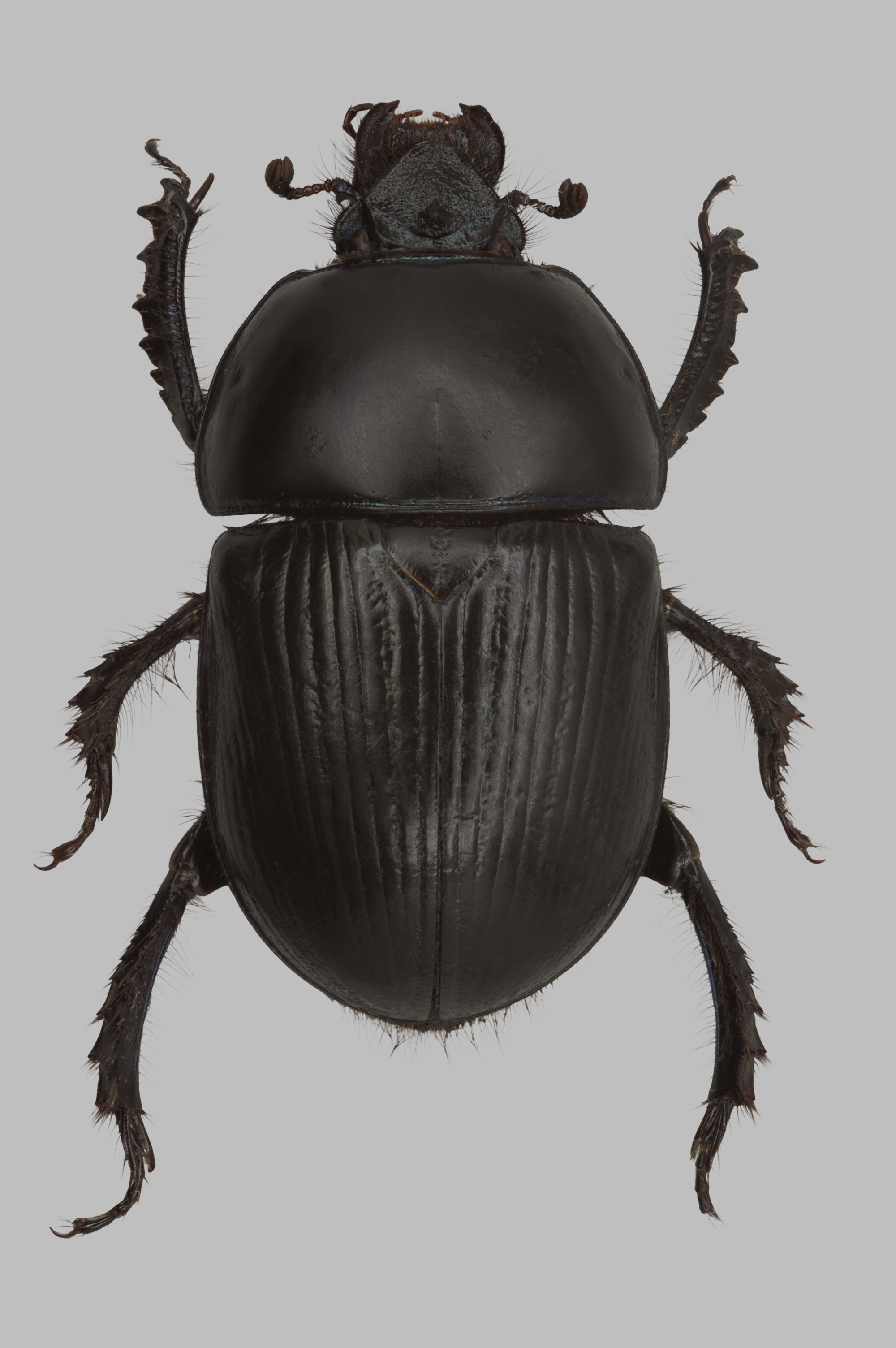 Dor Beetles – Geotrupidae – British Scarabs