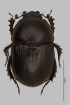 Dor Beetles – Geotrupidae – British Scarabs