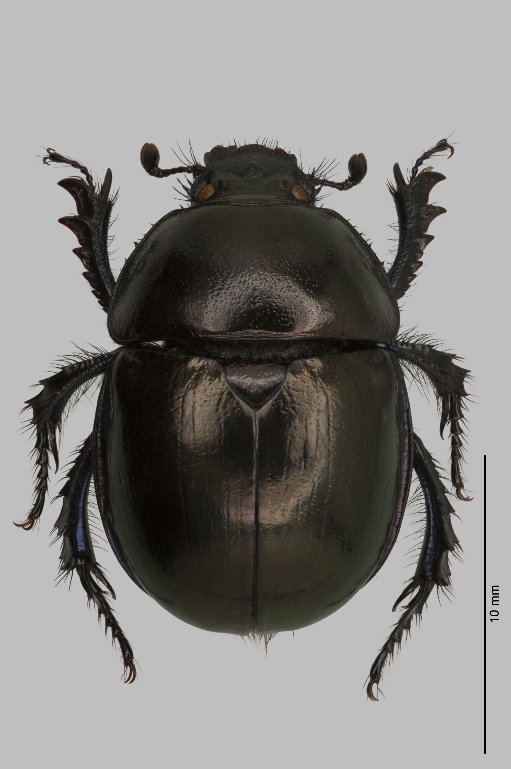 Dor Beetles – Geotrupidae – British Scarabs