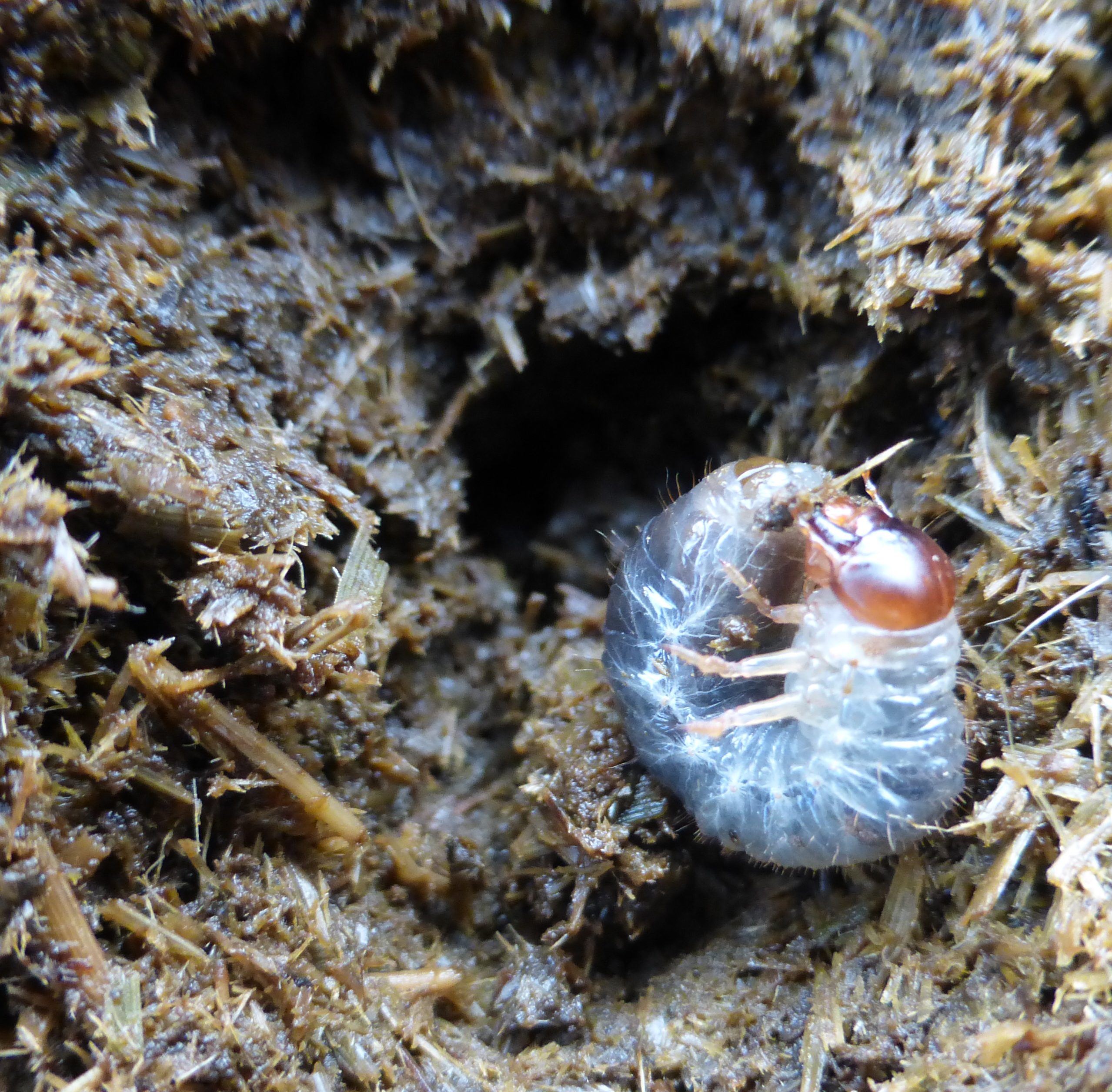 What are Scarabs? – British Scarabs